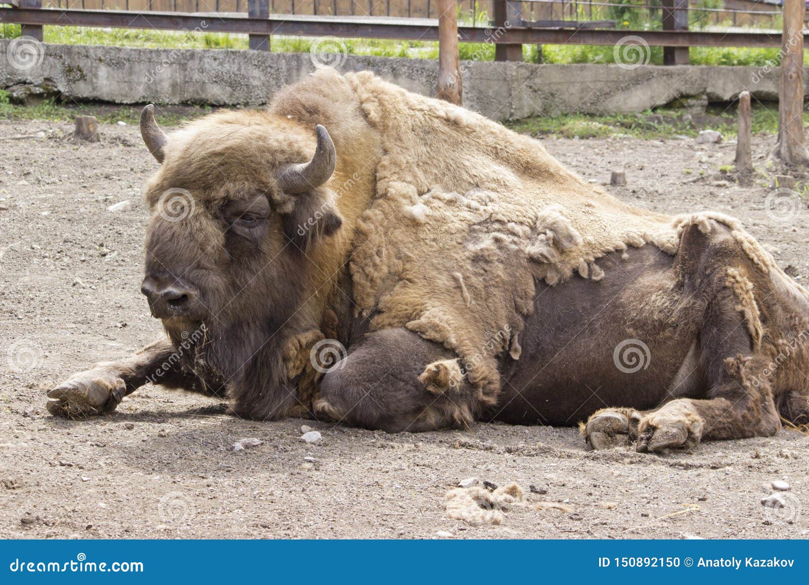 The American Bison Buffalo Side Profile Stock Photo - Image of fawn ...