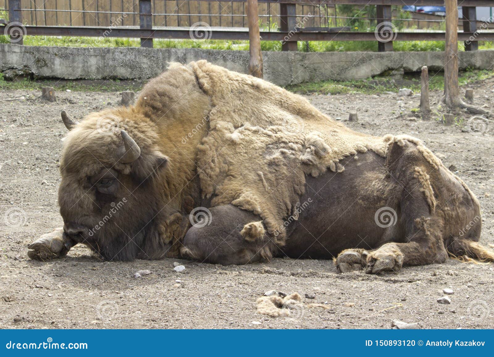 138 Buffalo Side Profile Photos - Free & Royalty-Free Stock Photos from ...