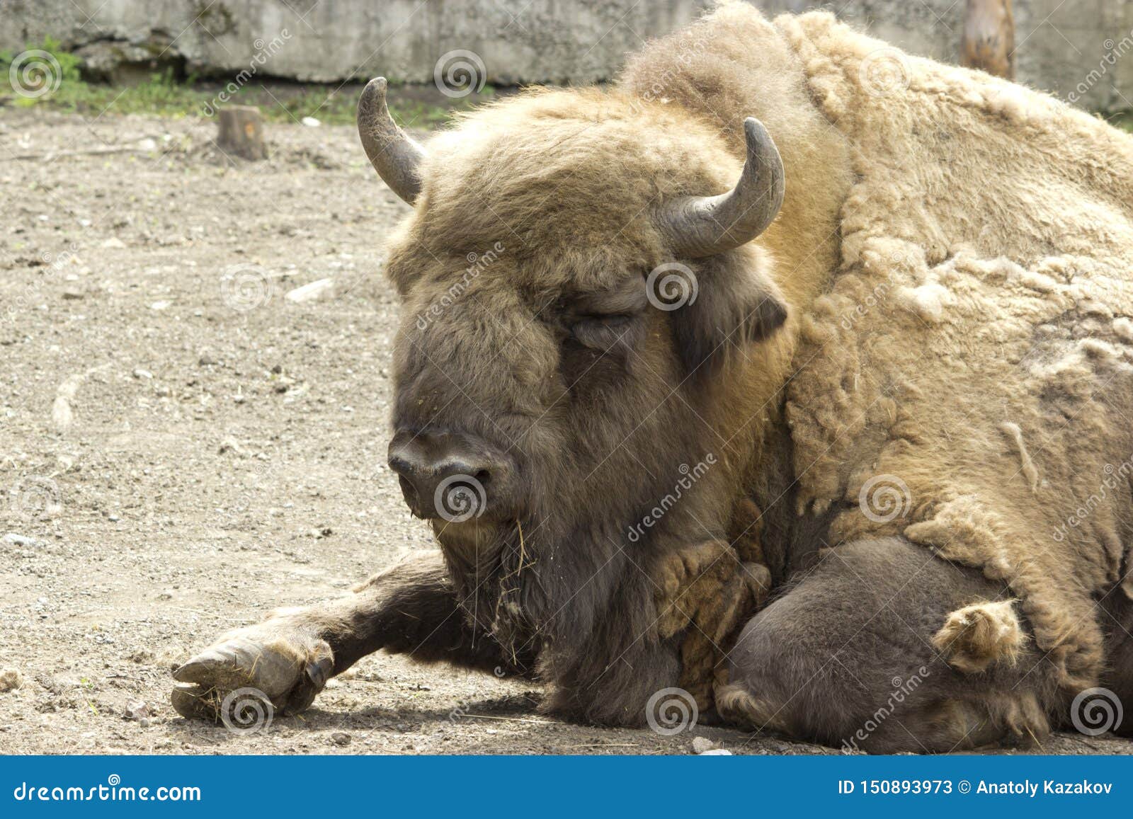 The American Bison Buffalo Side Profile Stock Image - Image of wisent ...