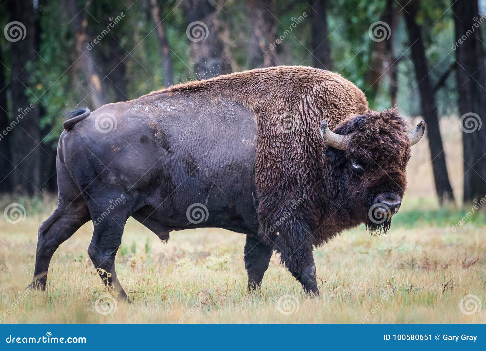 American Bison Bull - Genetically Pure Speciman Stock Image - Image of ...