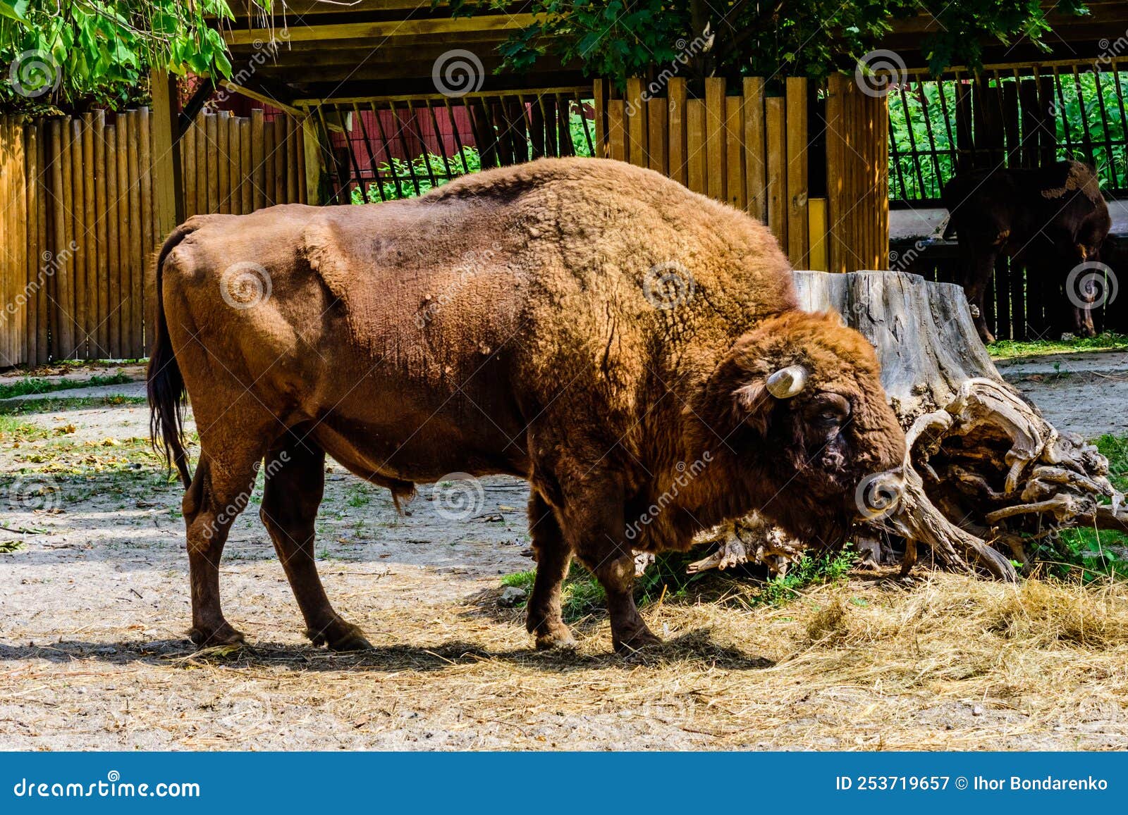 American Bison in a Corral at Farm Stock Image - Image of male, beast ...