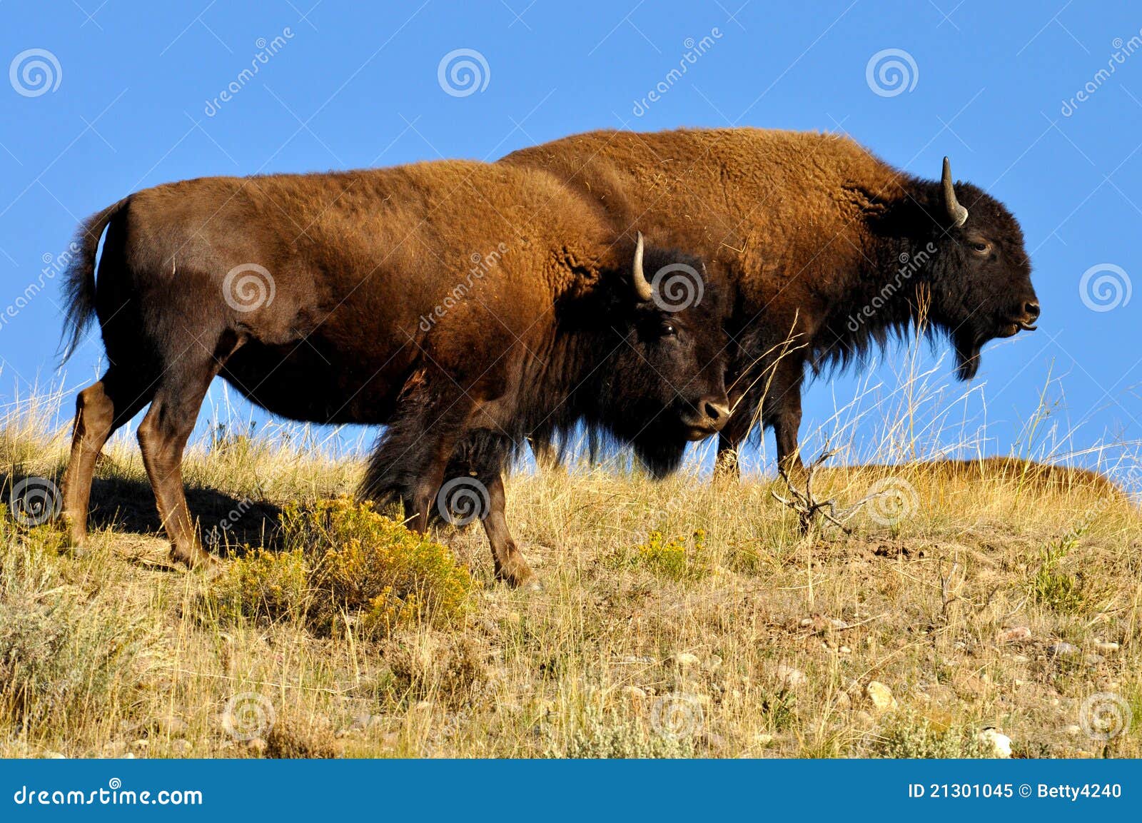 American Bison Couple in the Wild Stock Image - Image of buffalo ...