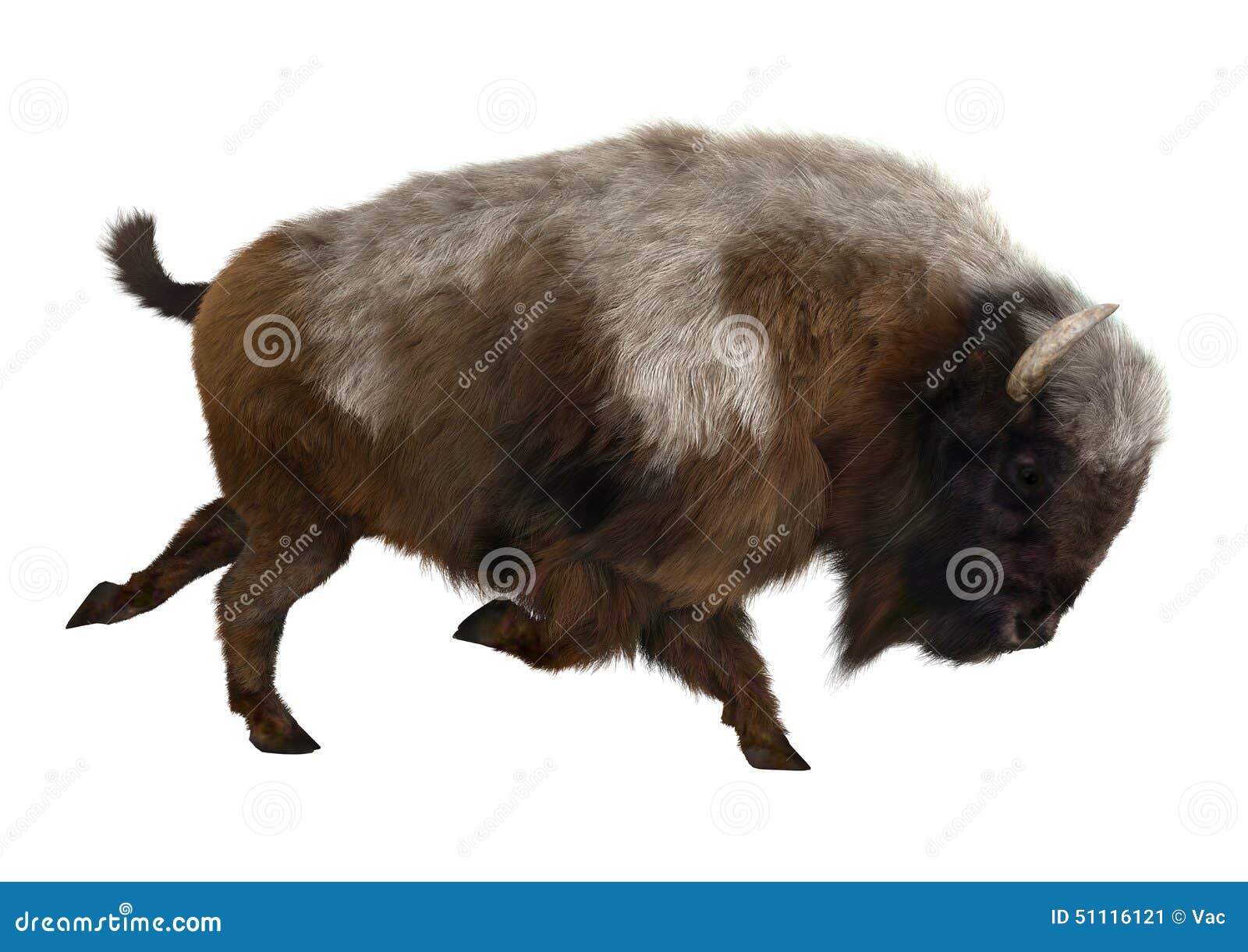 American Bison stock image. Image of wildlife, endangered - 51116121
