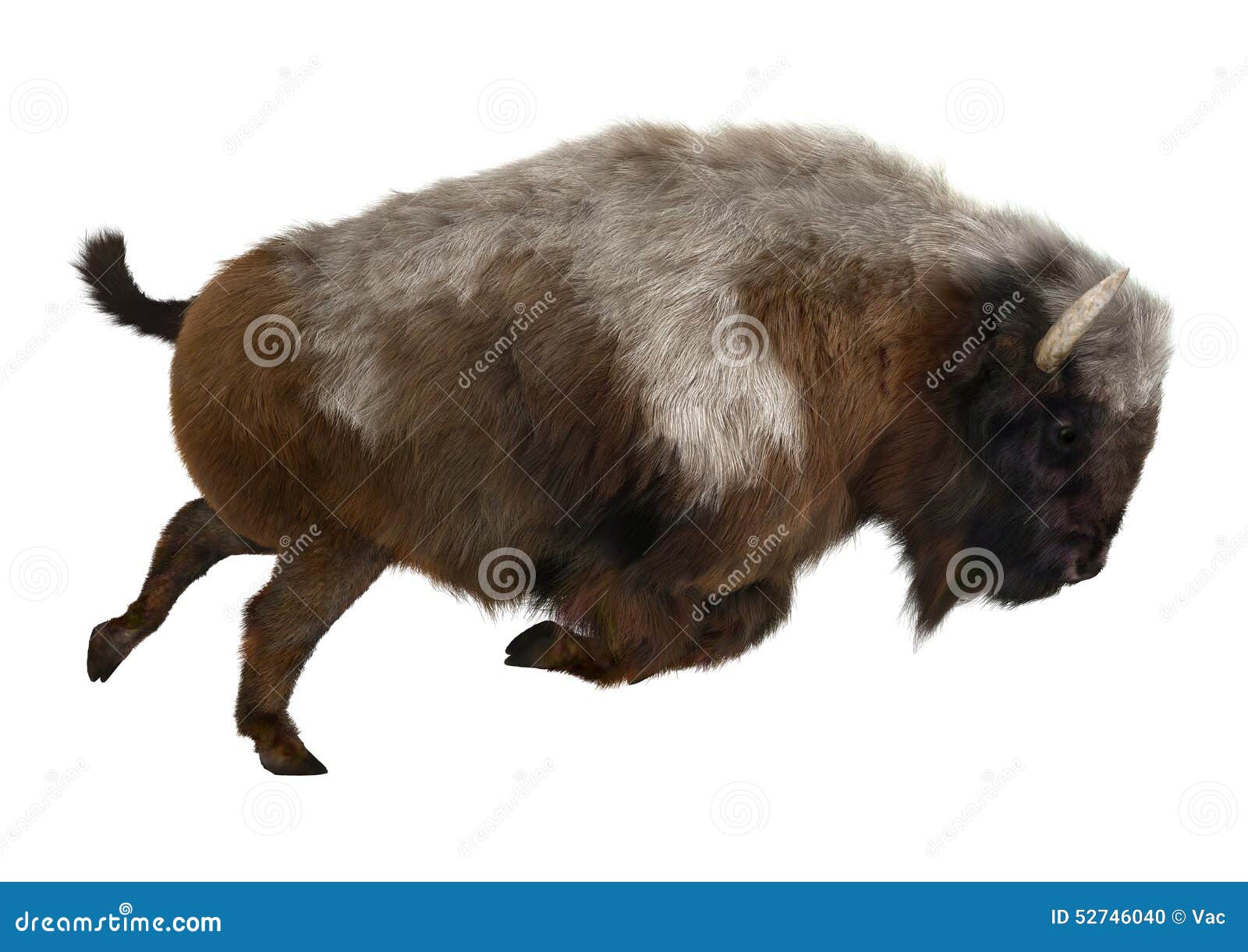American Bison stock photo. Image of mammal, brown, wildlife - 52746040