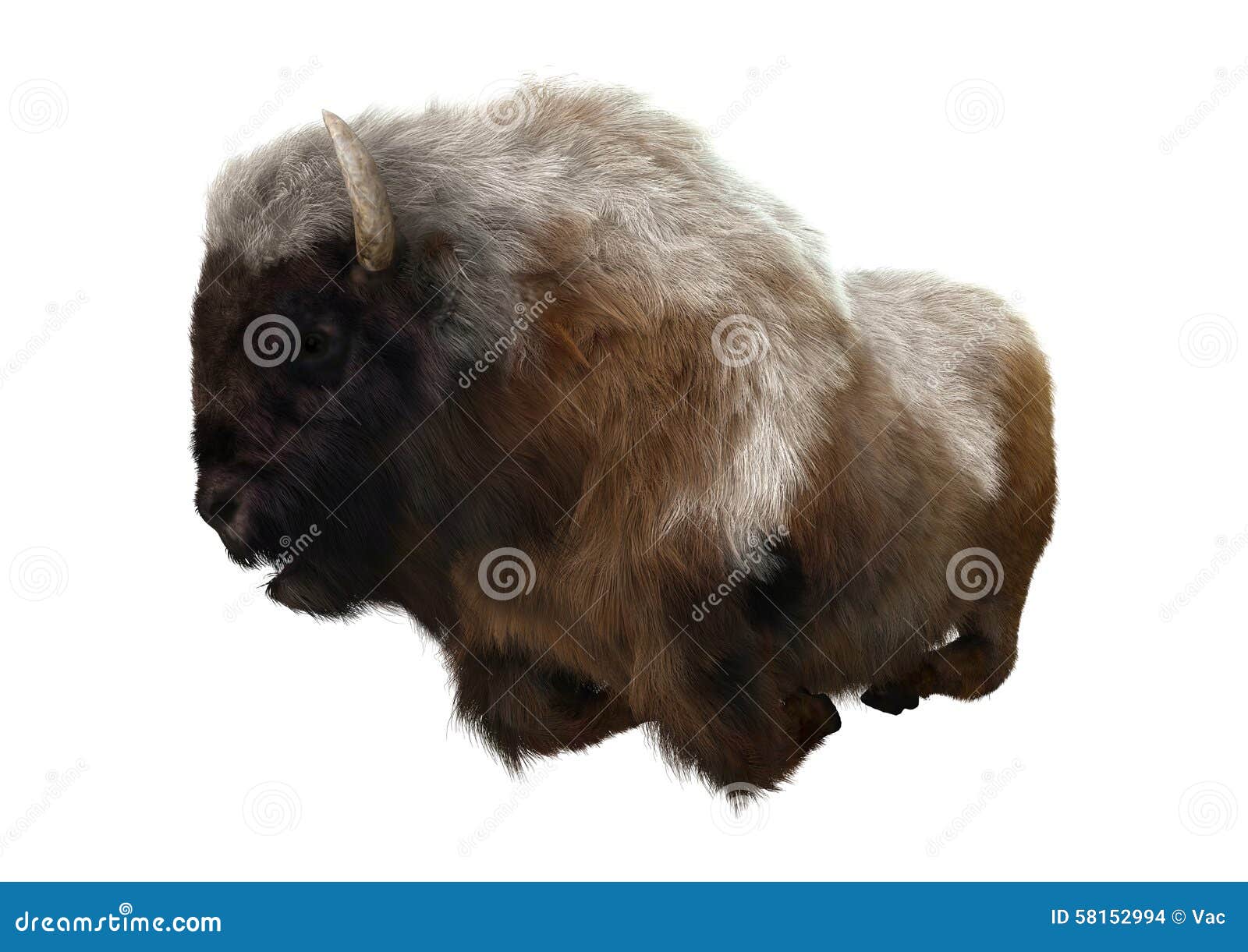 American Bison stock photo. Image of sitting, wildlife - 58152994