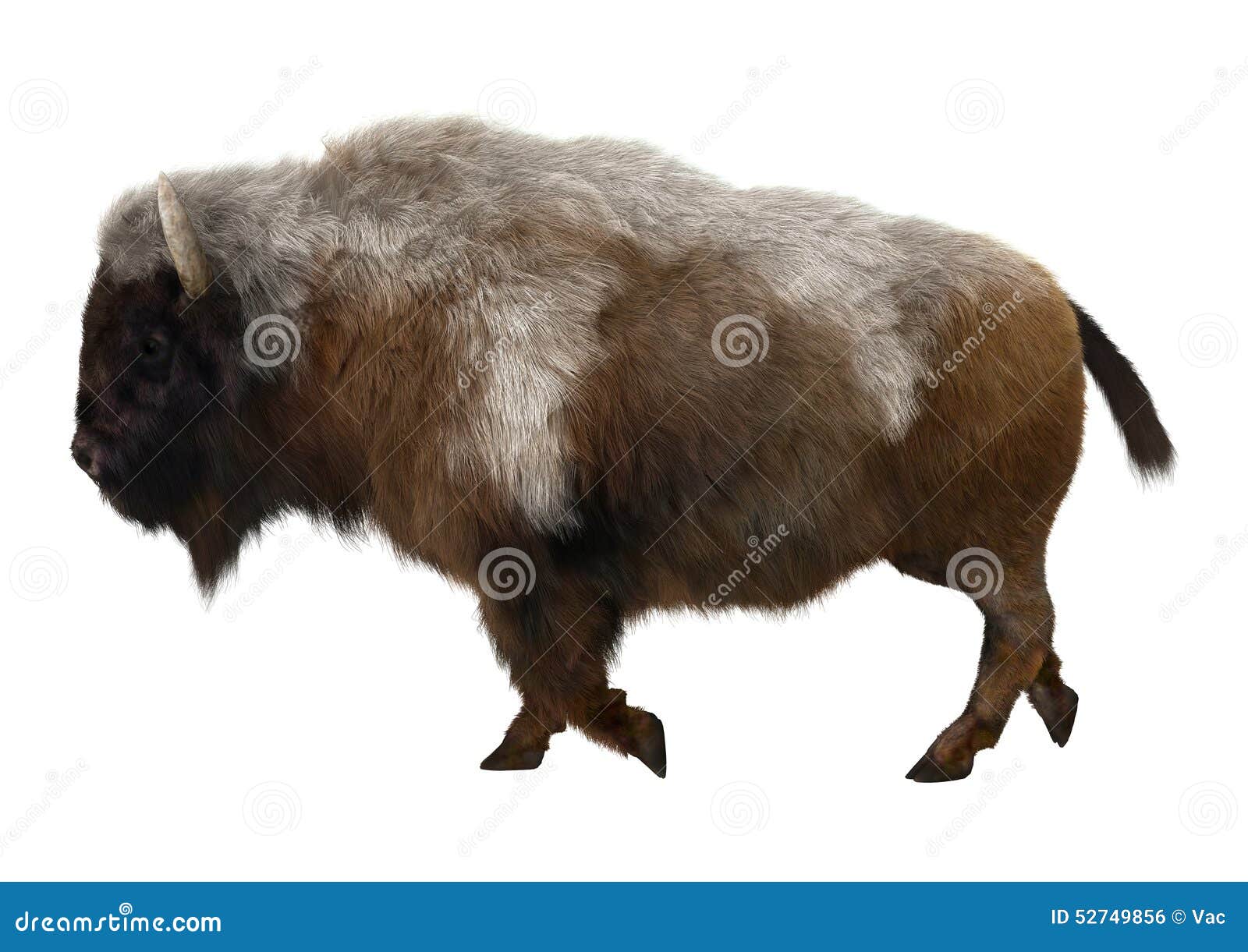 American Bison stock photo. Image of buffalo, bison, mammal - 52749856