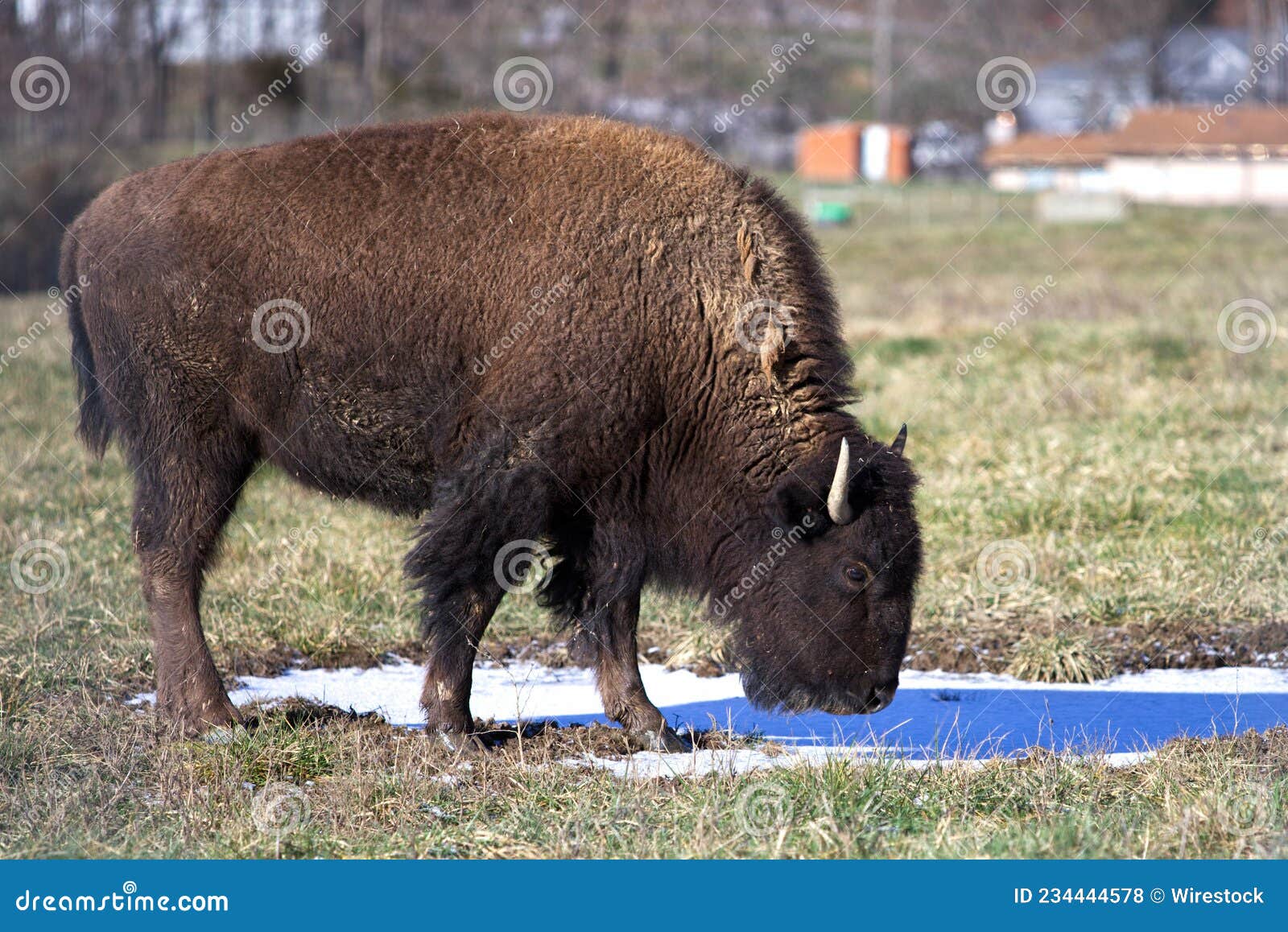 American Bison Drinking Water from a Puddle Stock Photo - Image of ...