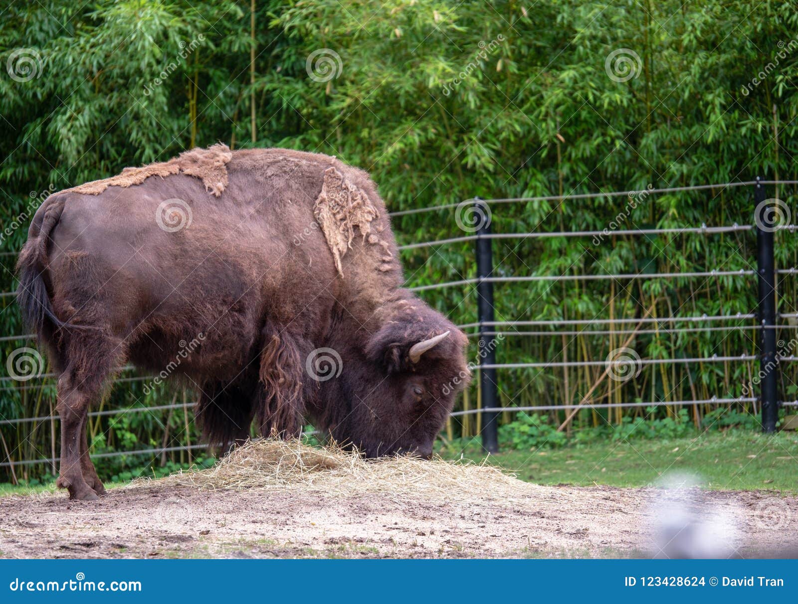 American Bison Bison Bison Feeding on Hay in a Zoo Exhibit Stock Photo ...