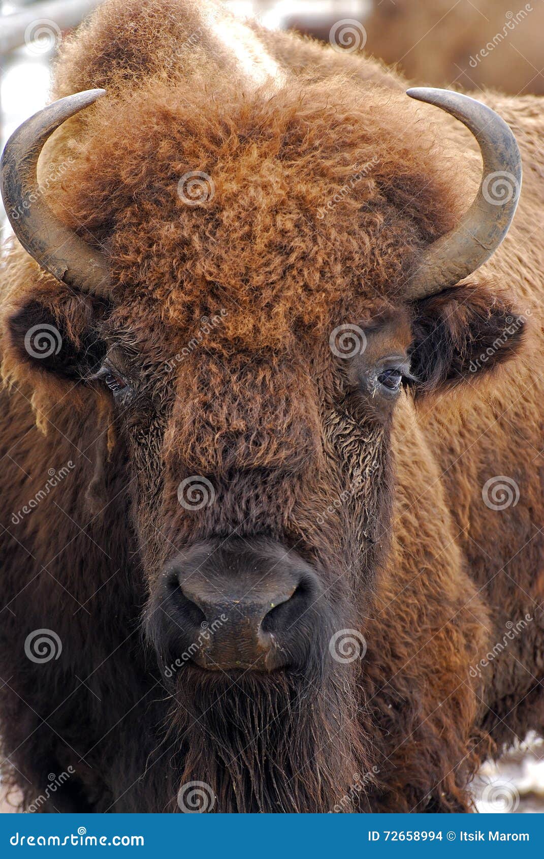 Bison Front View Stock Photos - Royalty Free Images