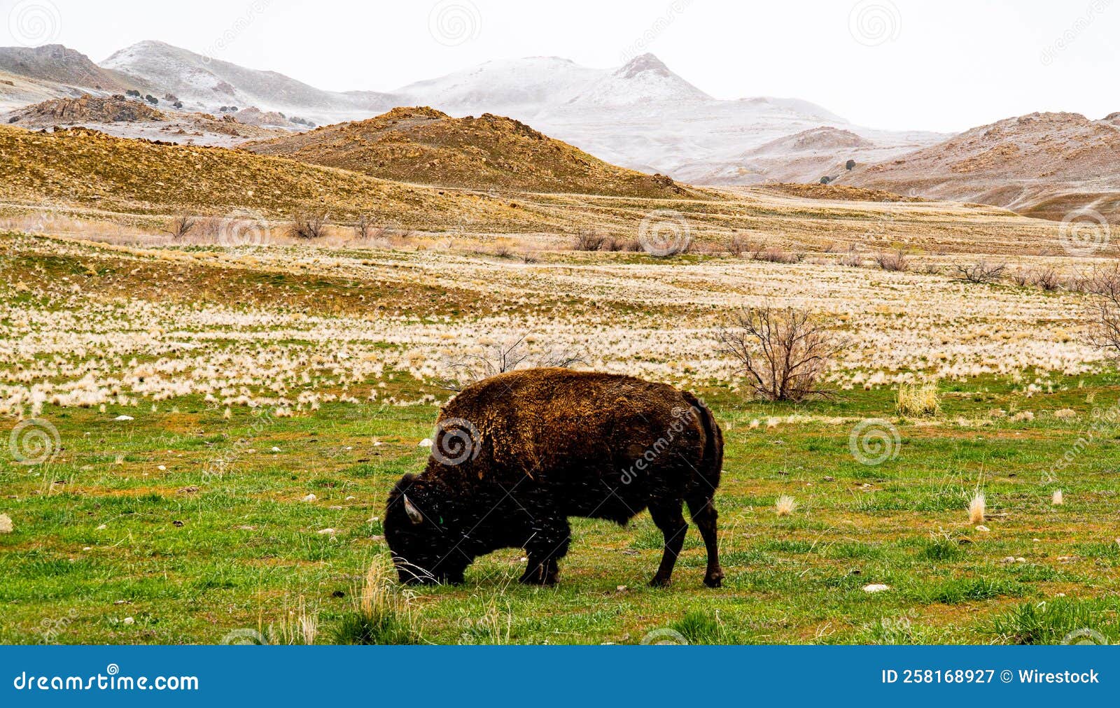 American Bison Grazing Grass at Antelope Island State Park in Spring ... American Bison Grazing Grass at Antelope Island State Park in Spring ...