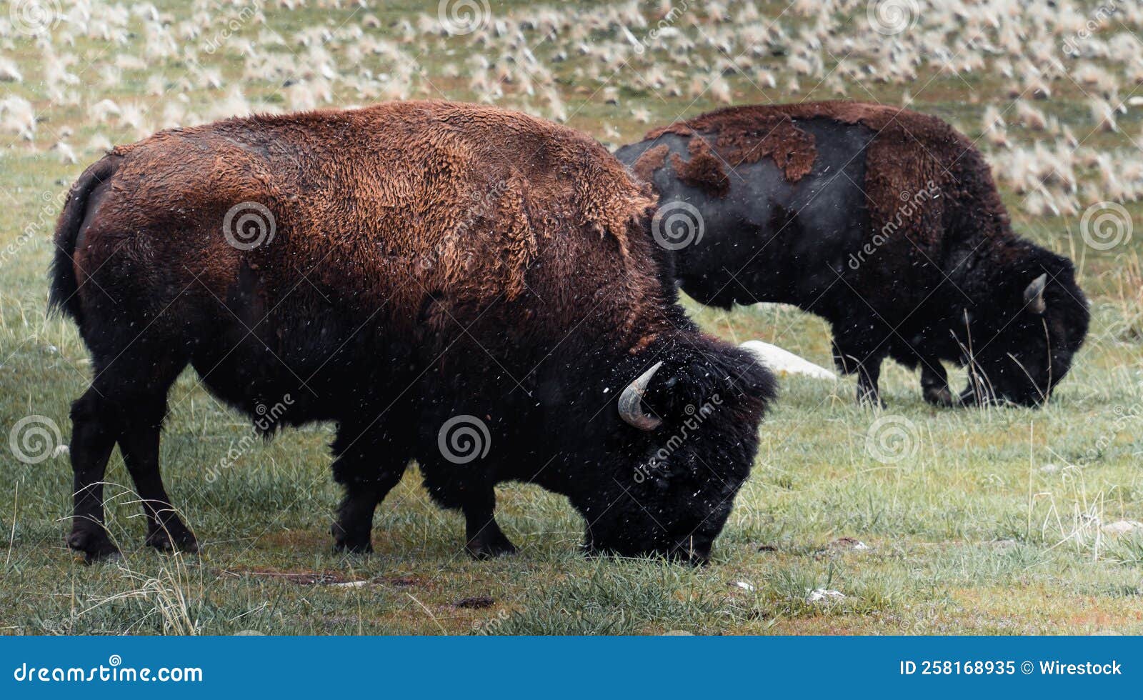American Bison Grazing Grass at Antelope Island State Park in Spring ... American Bison Grazing Grass at Antelope Island State Park in Spring ...