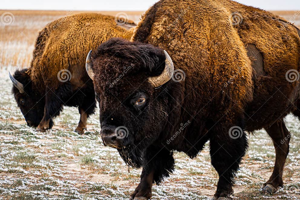 American Bison Grazing Grass at Antelope Island State Park in Spring ... American Bison Grazing Grass at Antelope Island State Park in Spring ...
