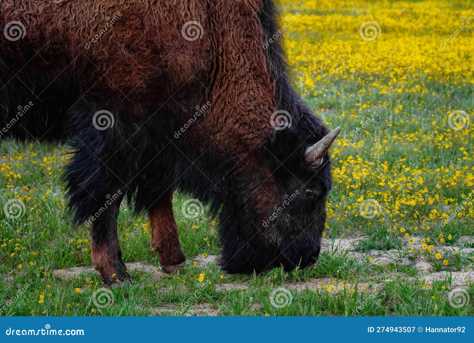 American Bison Grazing in a Spring Meadow Stock Image - Image of food ... American Bison Grazing in a Spring Meadow Stock Image - Image of food ...