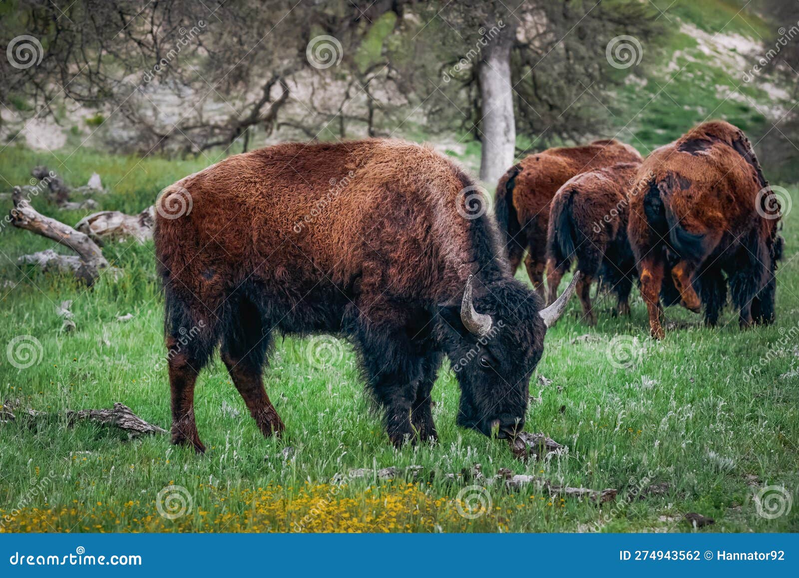 American Bison Grazing in a Spring Meadow Stock Photo - Image of ... American Bison Grazing in a Spring Meadow Stock Photo - Image of ...