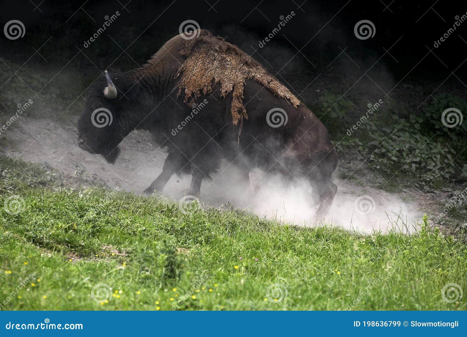 American Bison, Bison Bison, Having Dust Bath, Yellowstone Park in ...