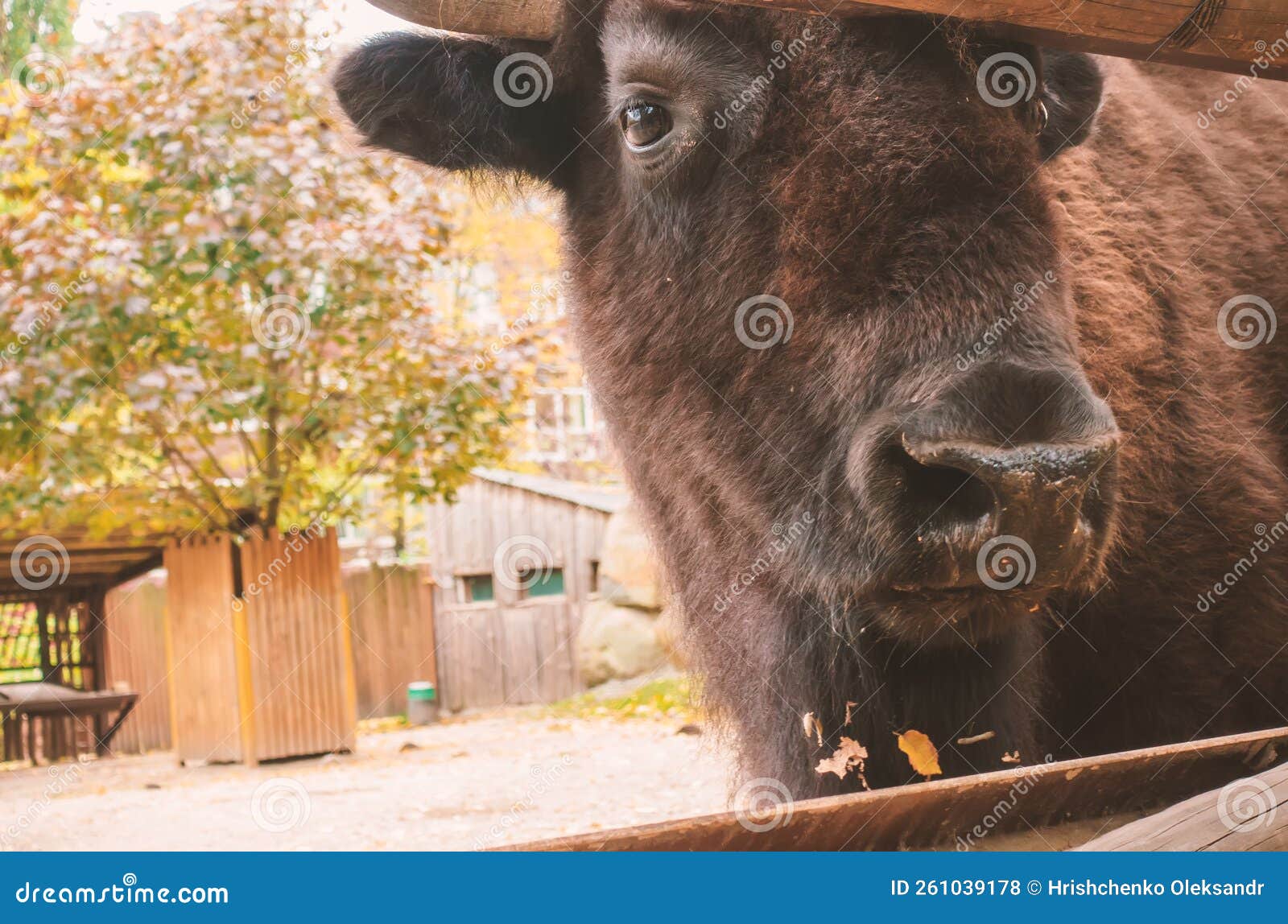 American Bison Head Close Up Stock Photo - Image of cattle, buffalo ... American Bison Head Close Up Stock Photo - Image of cattle, buffalo ...