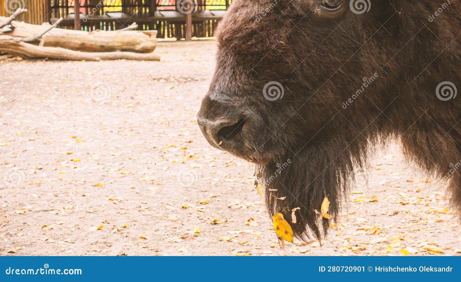 American Bison Head Close Up Stock Image - Image of wyoming, wildlife ... American Bison Head Close Up Stock Image - Image of wyoming, wildlife ...