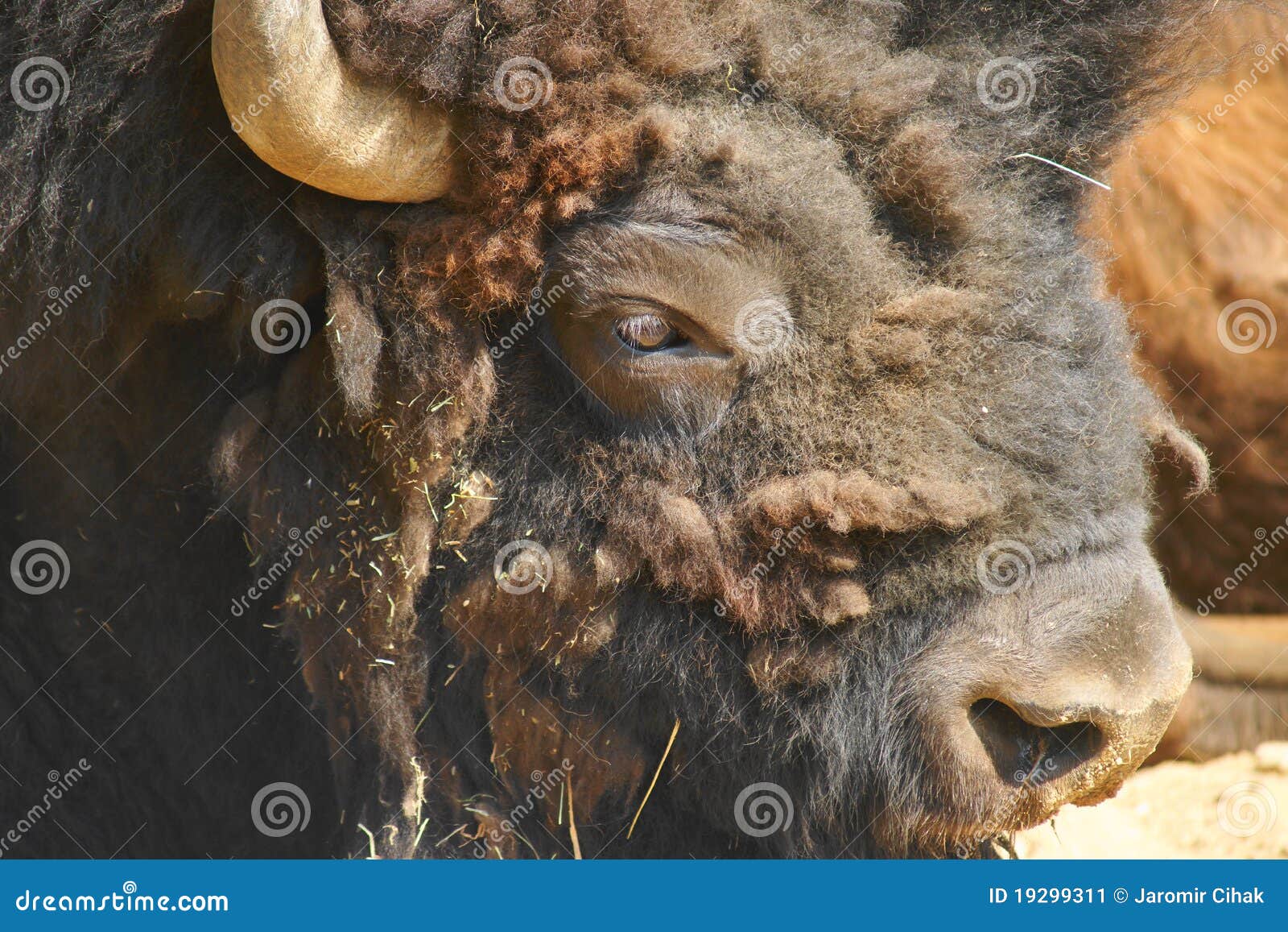 American Bison head detail stock image. Image of nose - 19299311