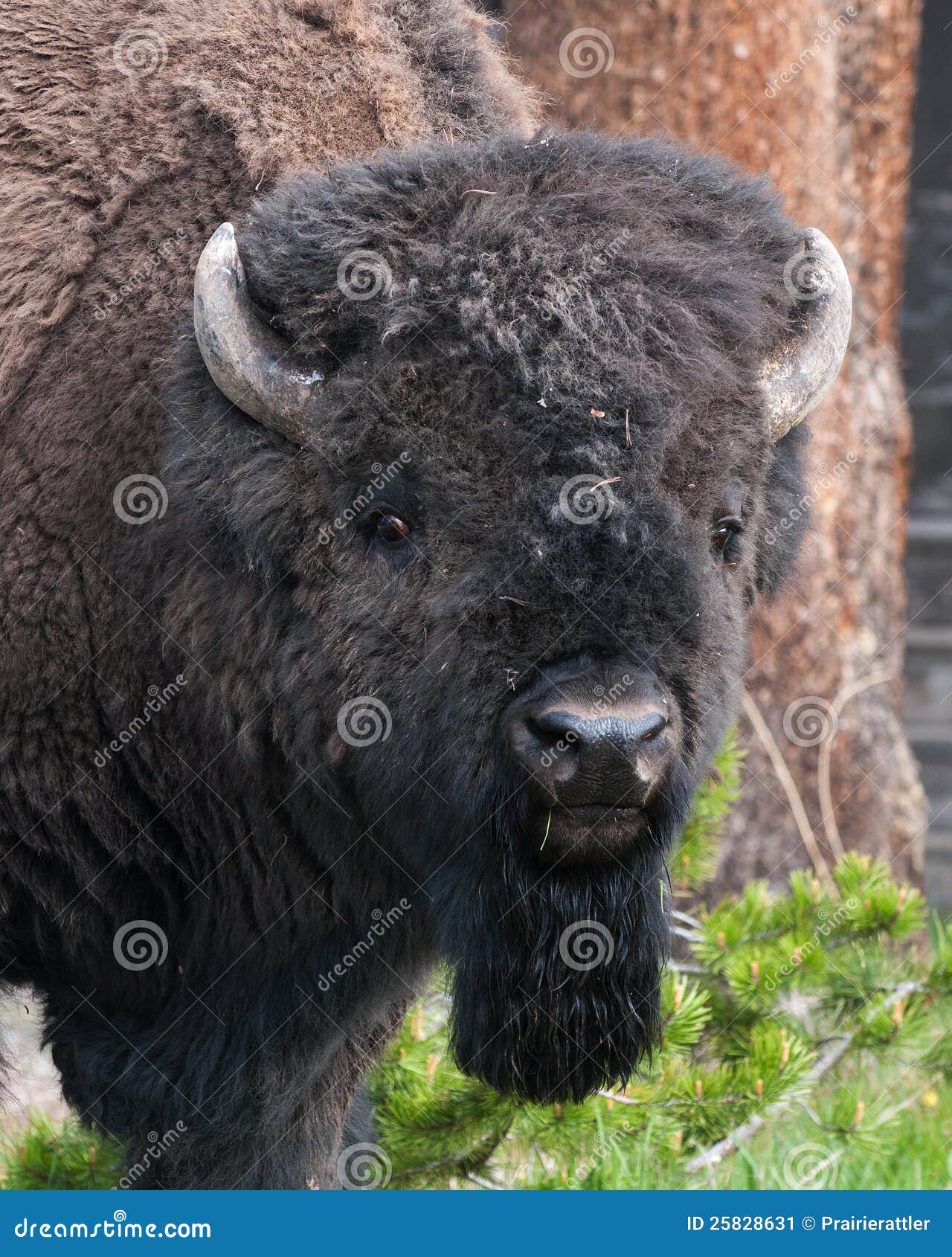 American Bison Head Shot stock image. Image of eyes, hairy - 25828631
