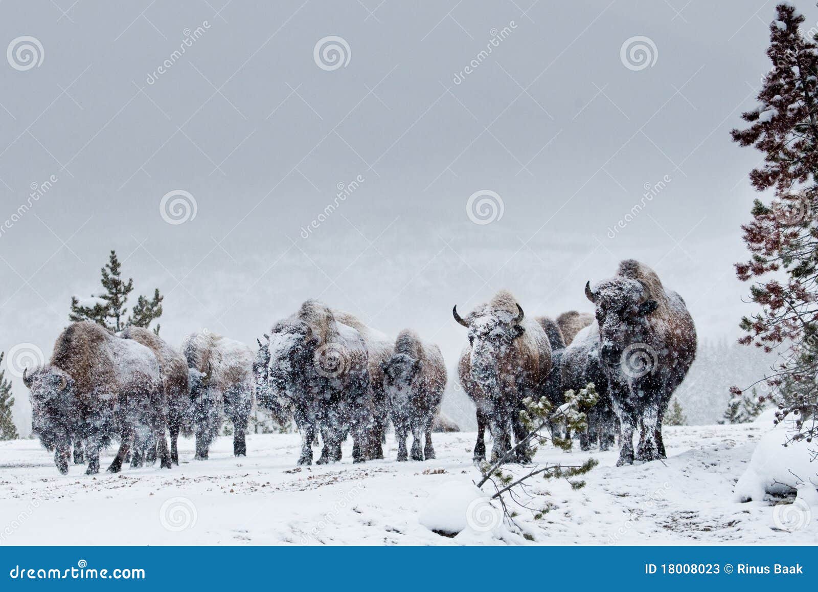American Bison Herd stock image. Image of snowy, snow - 18008023