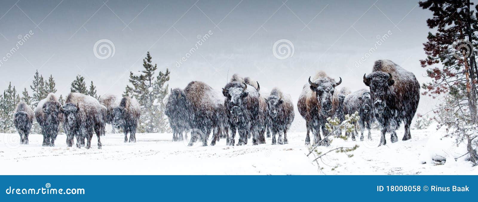 American Bison Herd stock photo. Image of ungulate, wyoming - 18008058