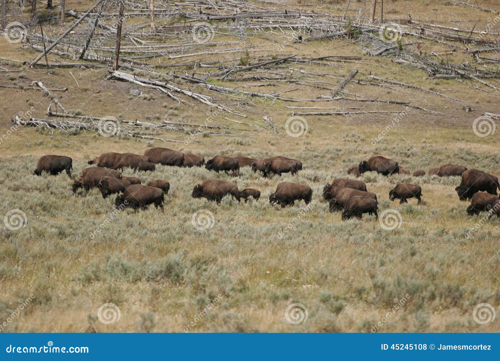 American Bison Herd stock photo. Image of herd, buffalo - 45245108
