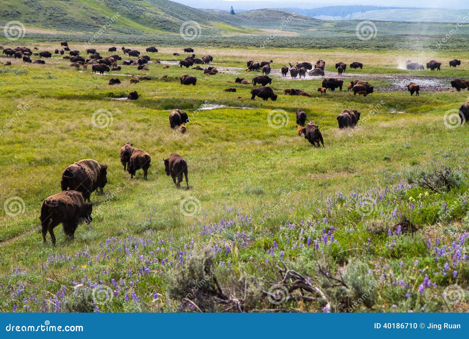 American Bison Herds stock photo. Image of herds, meadow - 40186710
