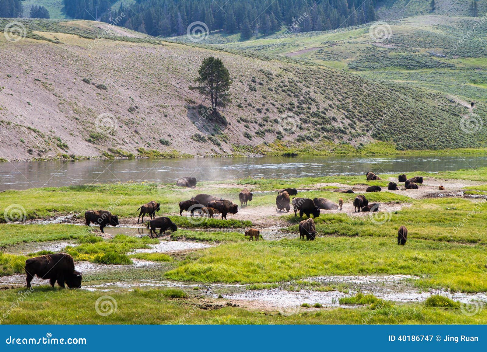 American Bison Herds stock image. Image of plateau, steppe - 40186747