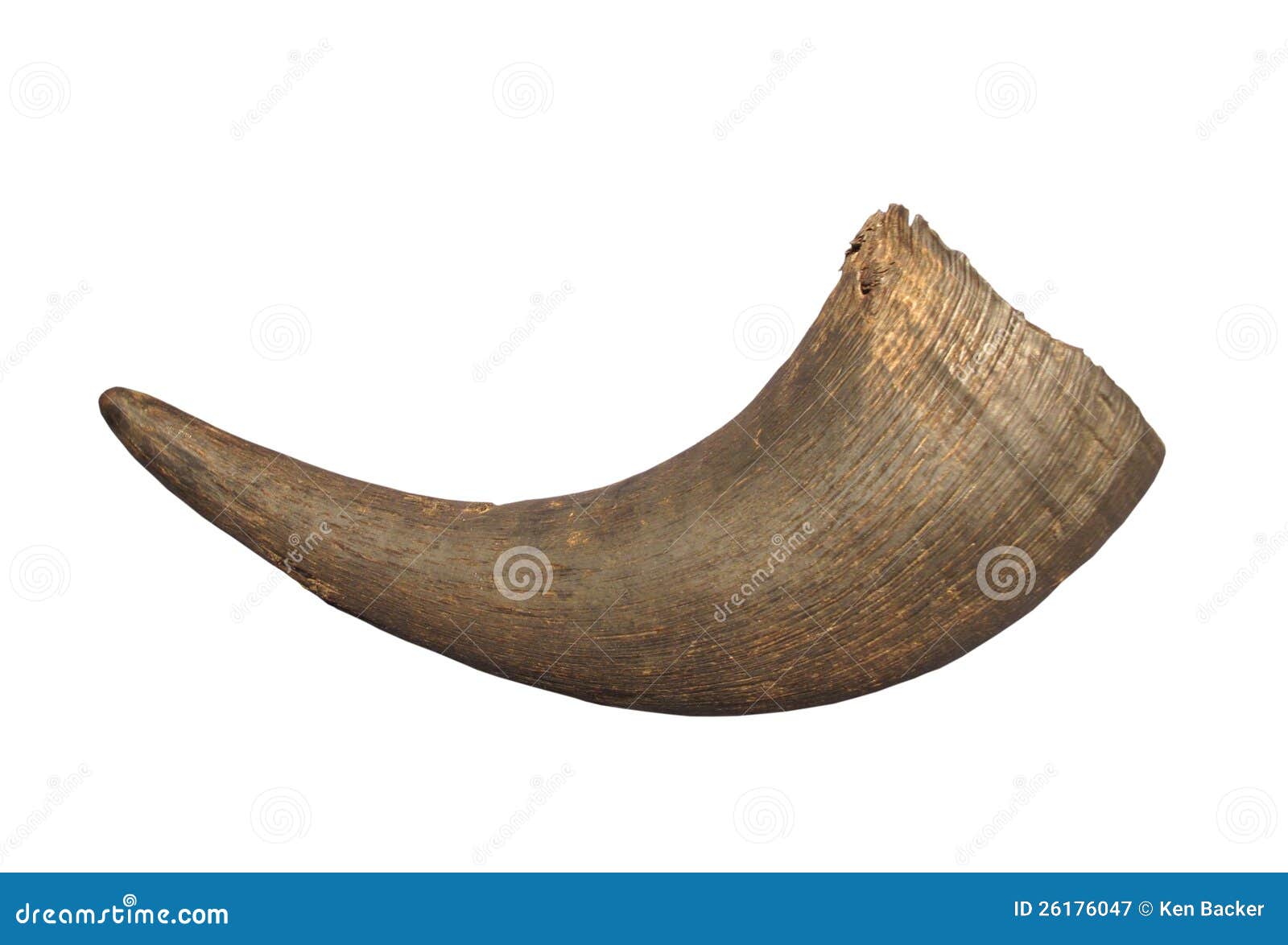 American Bison Horn Isolated Stock Image - Image of single, north: 26176047