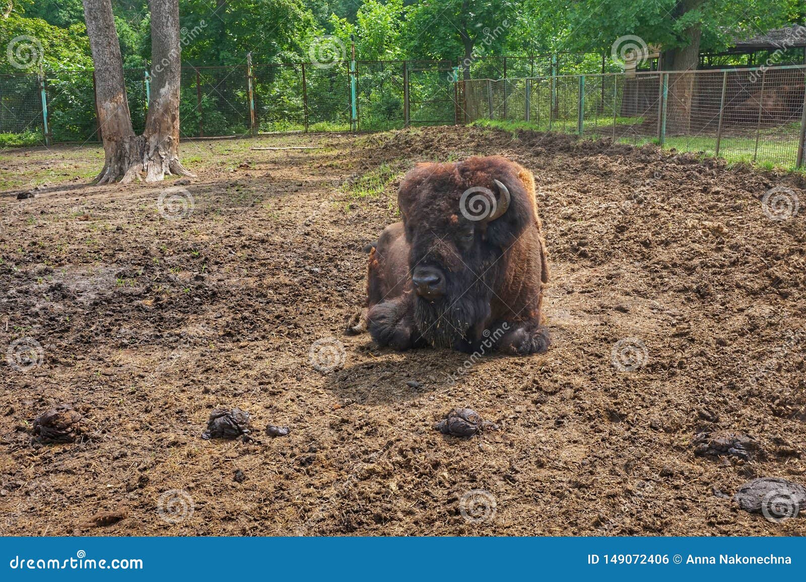Sad Bison Lies On The Sand Royalty-Free Stock Image | CartoonDealer.com ...