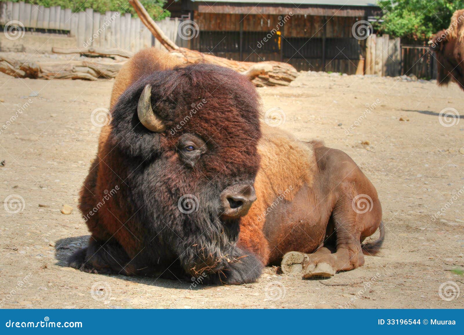 American bison stock photo. Image of dangerous, chordate - 33196544