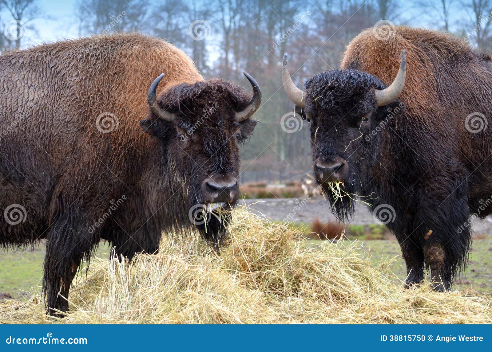 American Bison stock photo. Image of pair, grazing, wild - 38815750