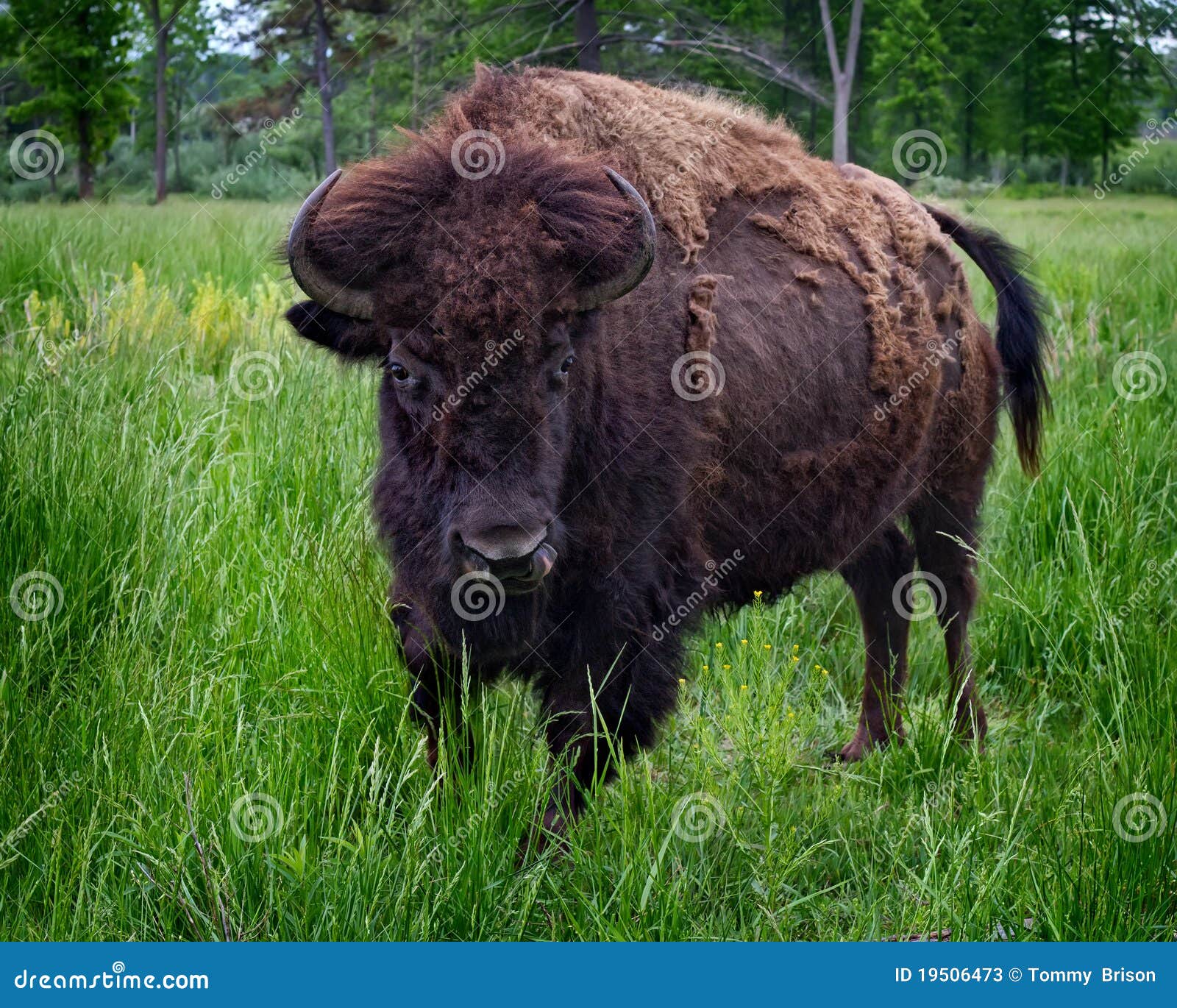 American Bison Portrait stock image. Image of animal - 19506473