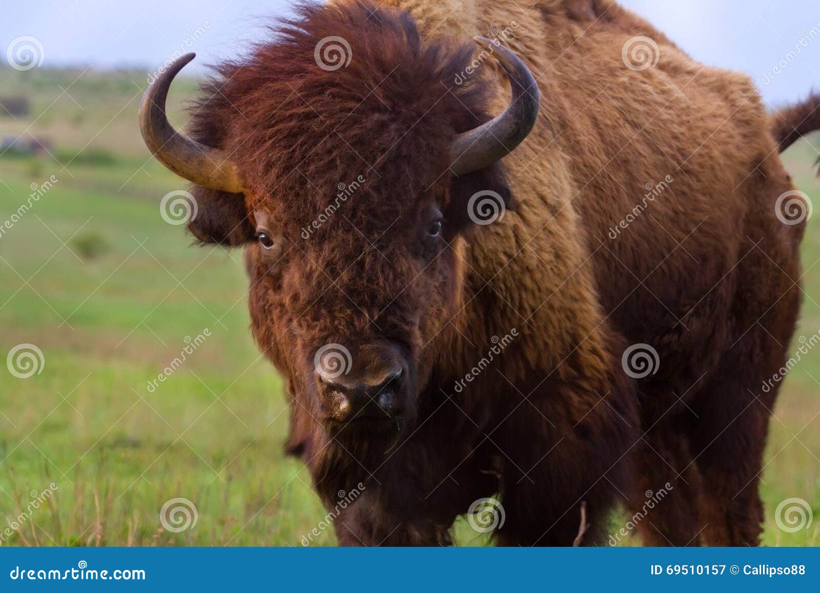 American bison portrait stock image. Image of nature - 69510157
