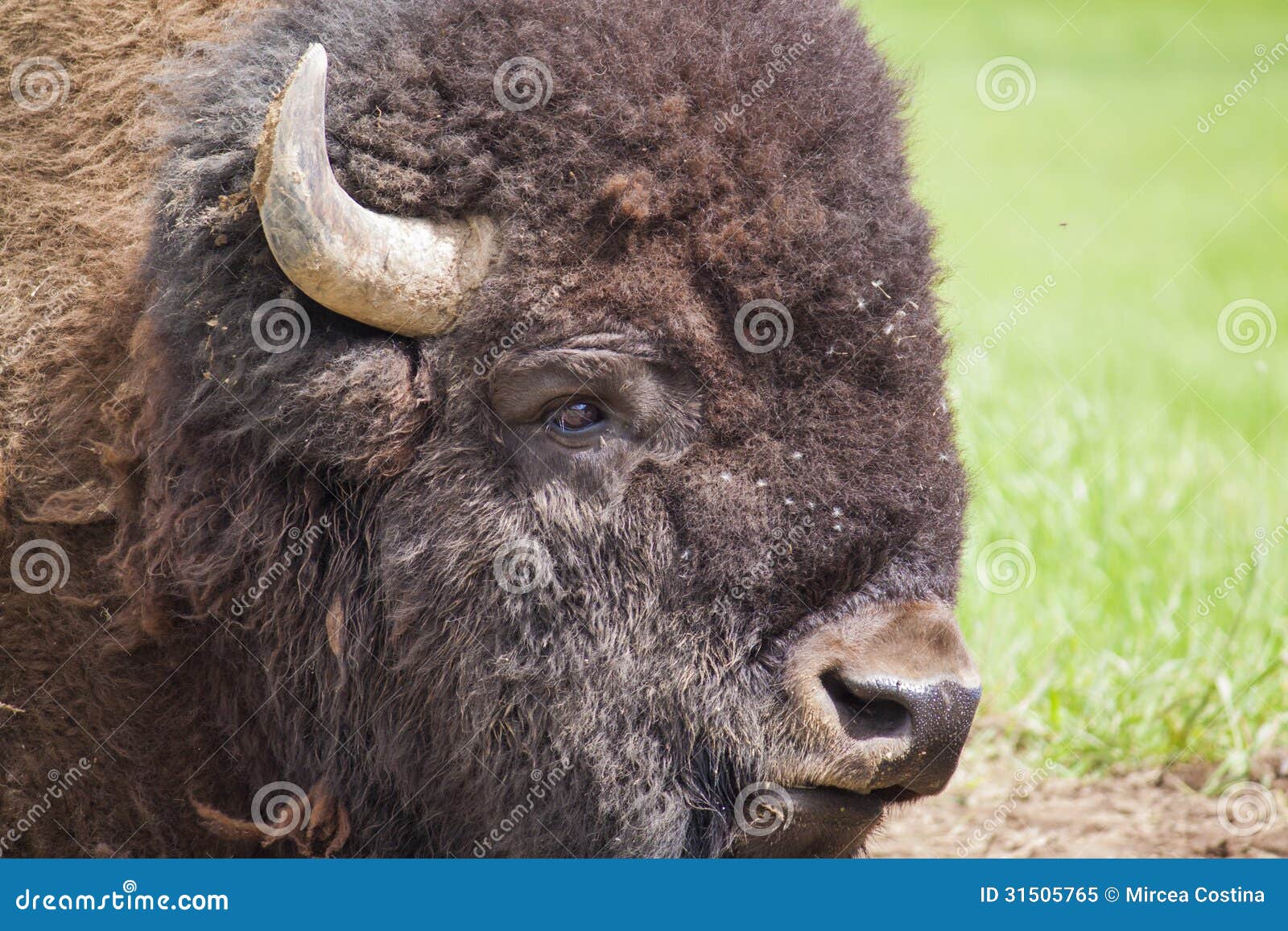 American bison portrait stock image. Image of buffalo - 31505765