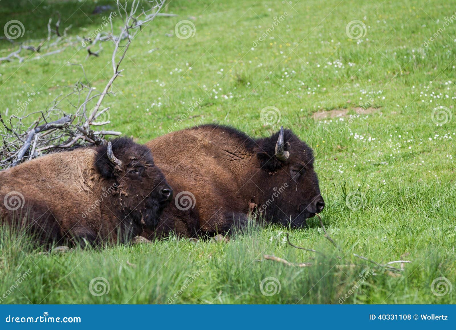 American bison stock photo. Image of green, ecological - 40331108