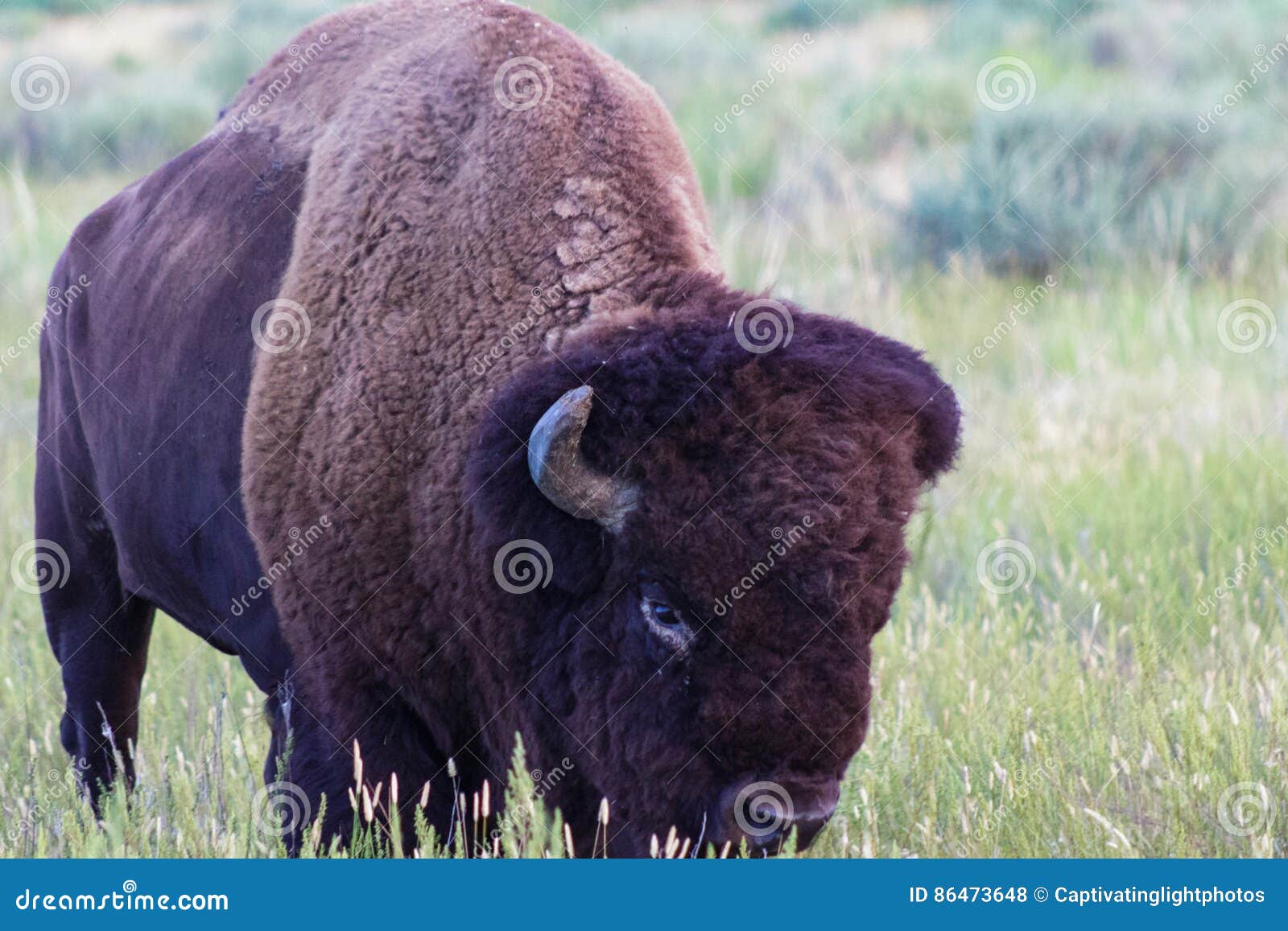 American Bison on the Prairie, Side View Stock Photo - Image of bison ...