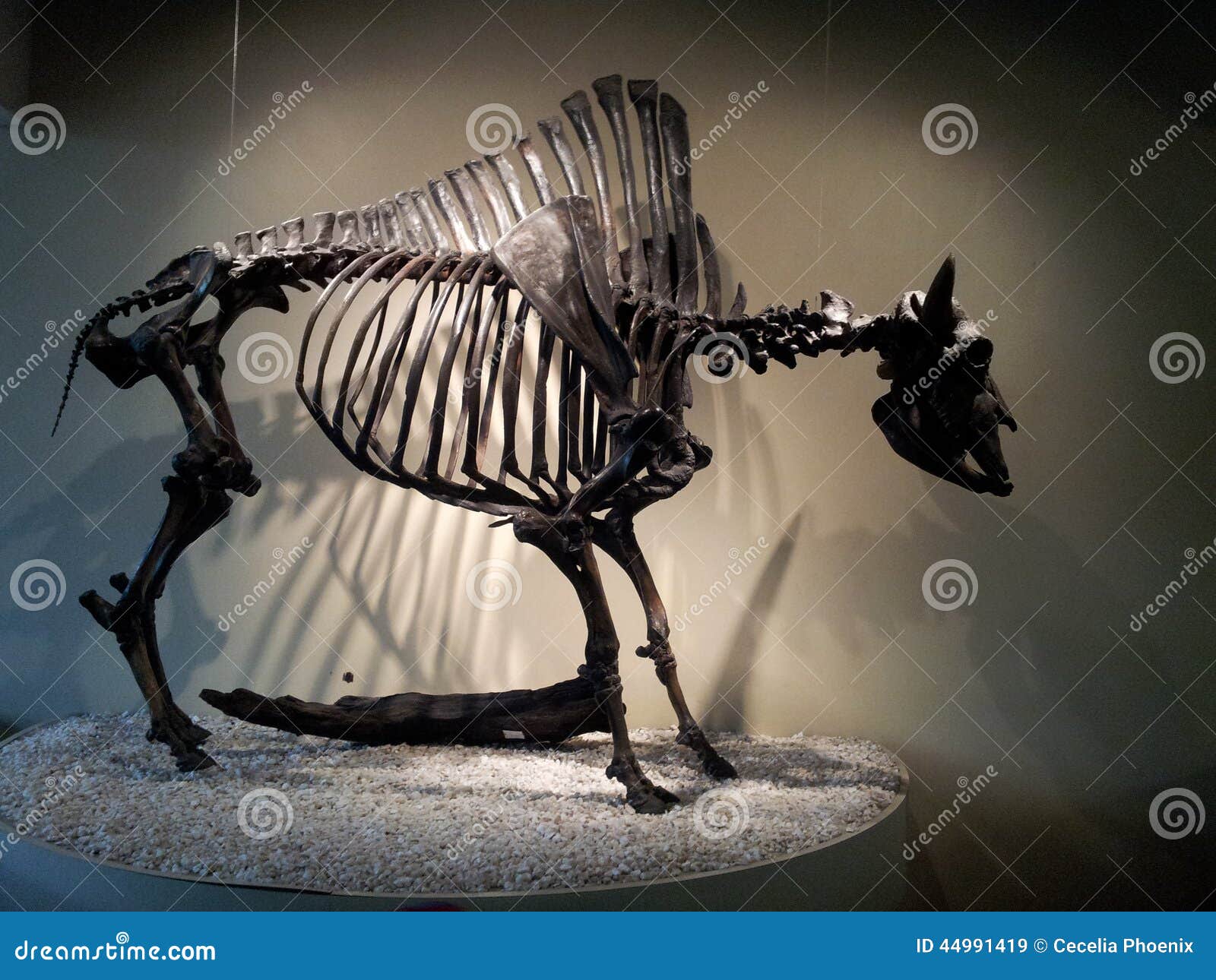Gaur Skeleton