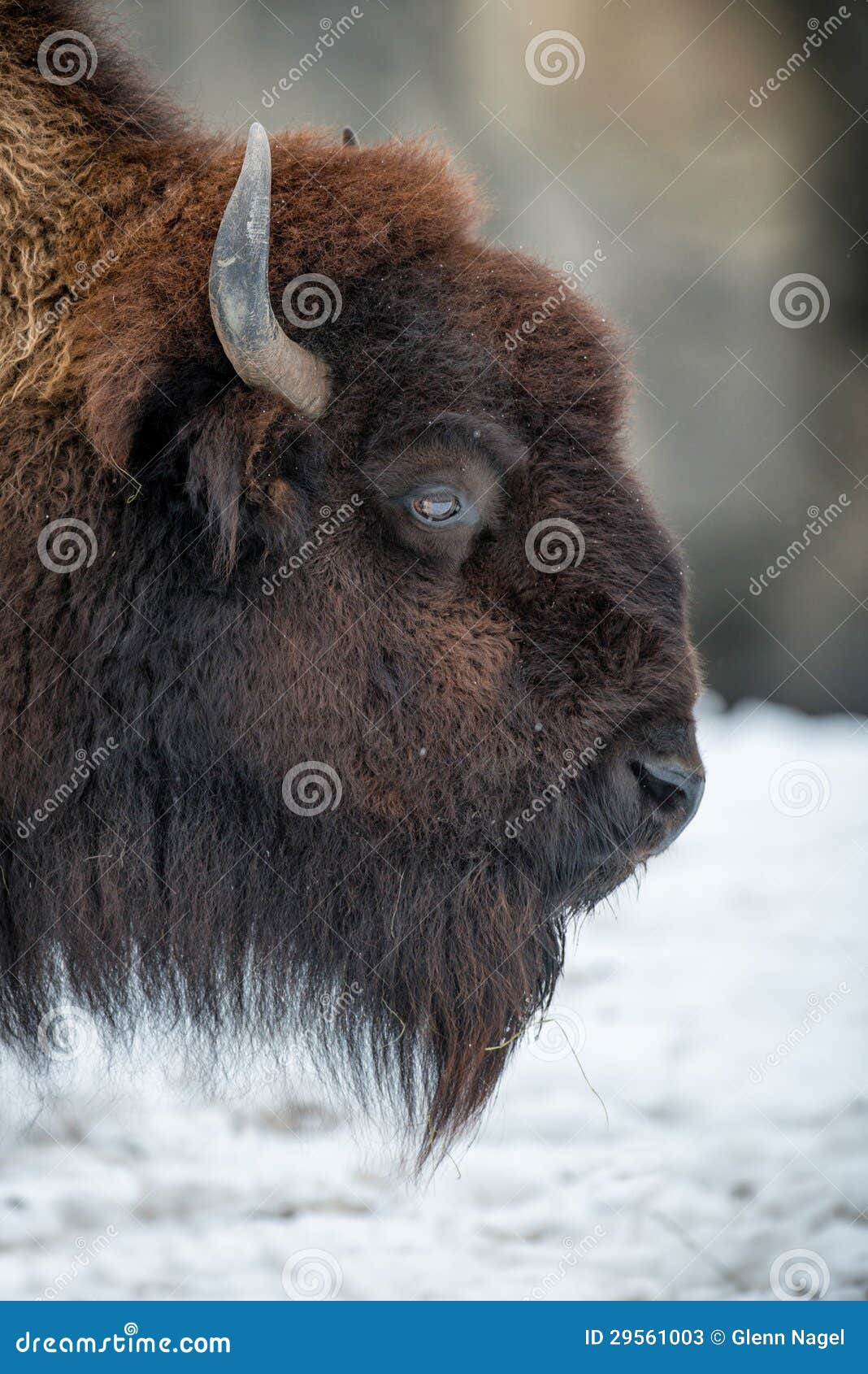 American bison profile stock image. Image of nature, winter - 29561003