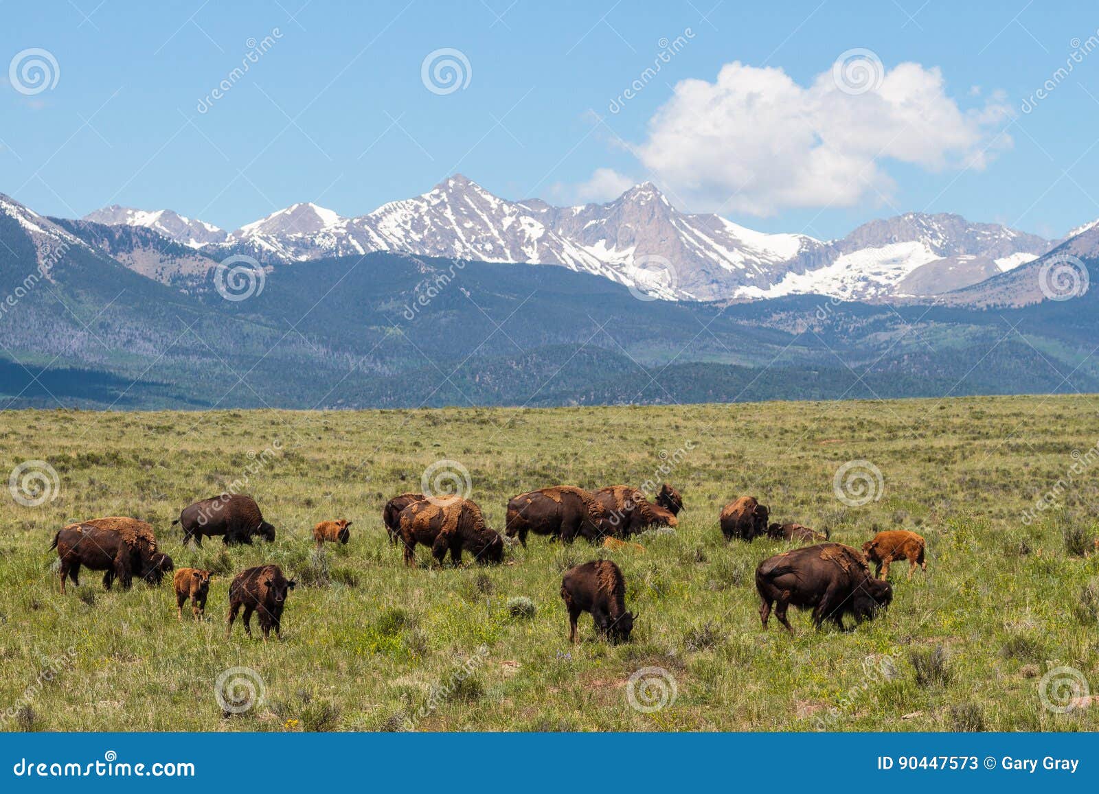 American Bison on the Range Stock Image - Image of field, buffalo: 90447573