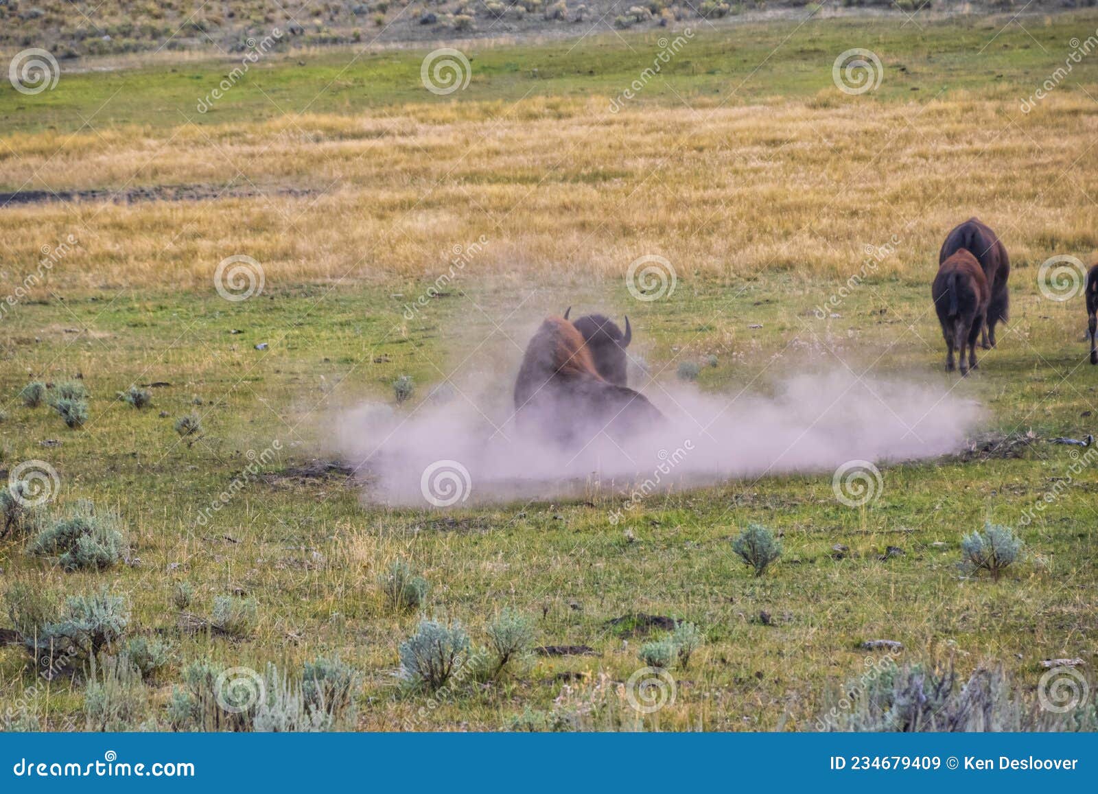 American Bison Rolls in a Wallow Taking a Dust Bath Stock Image - Image ...