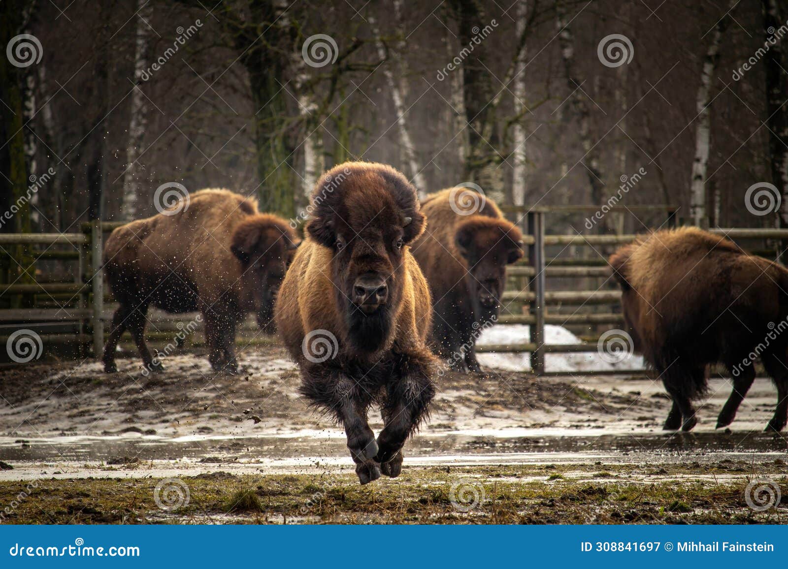 An American Bison Running stock image. Image of heavy - 308841697