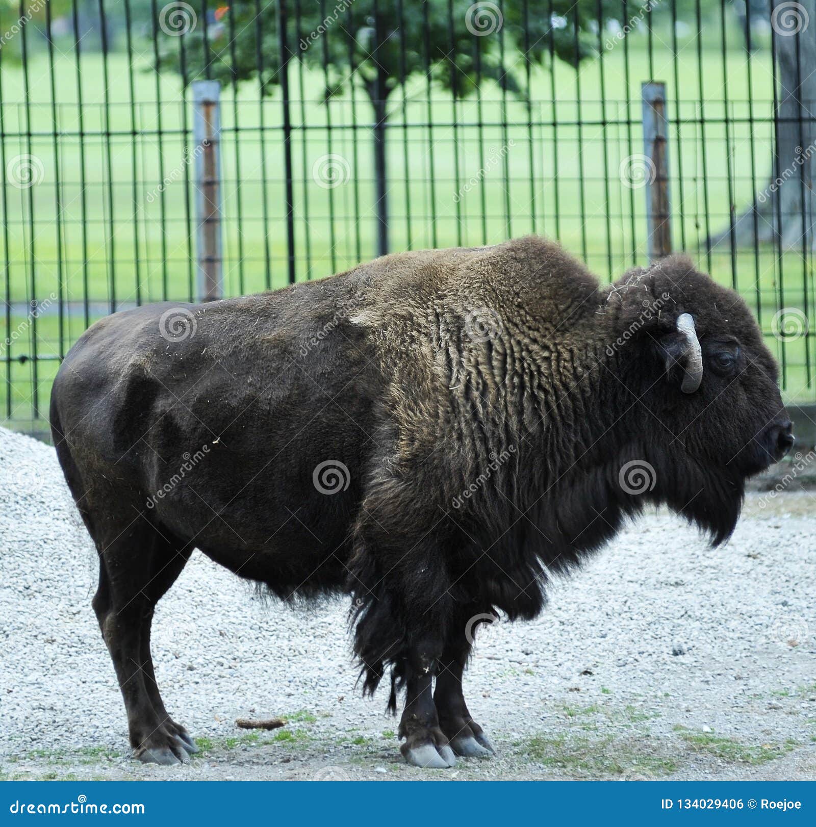 American bison stock photo. Image of bison, animal, mammal - 134029406