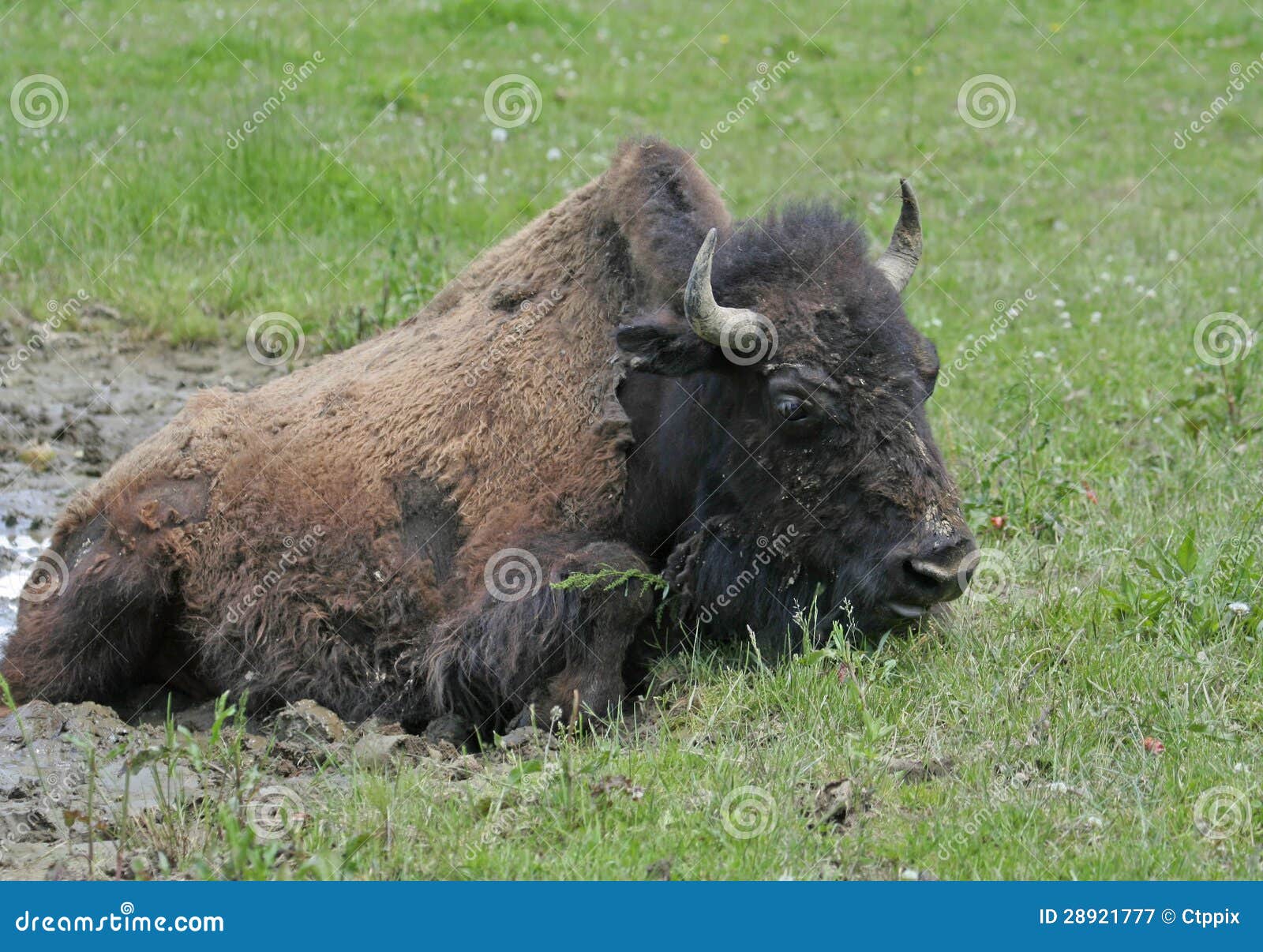 American Bison Sitting in the Mud Stock Image - Image of flower, horns ...