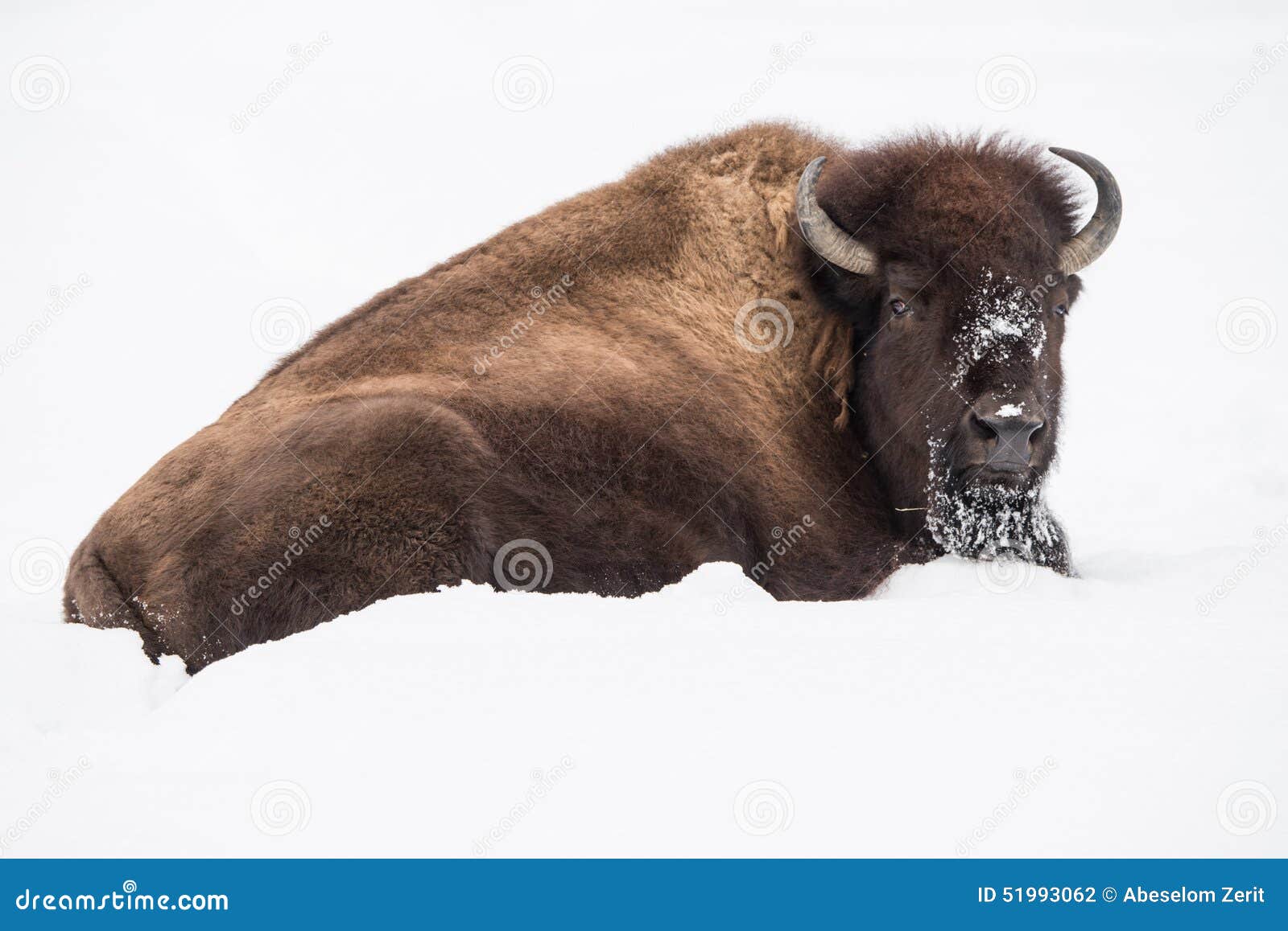 American Bison in Snow stock photo. Image of island, animal - 51993062