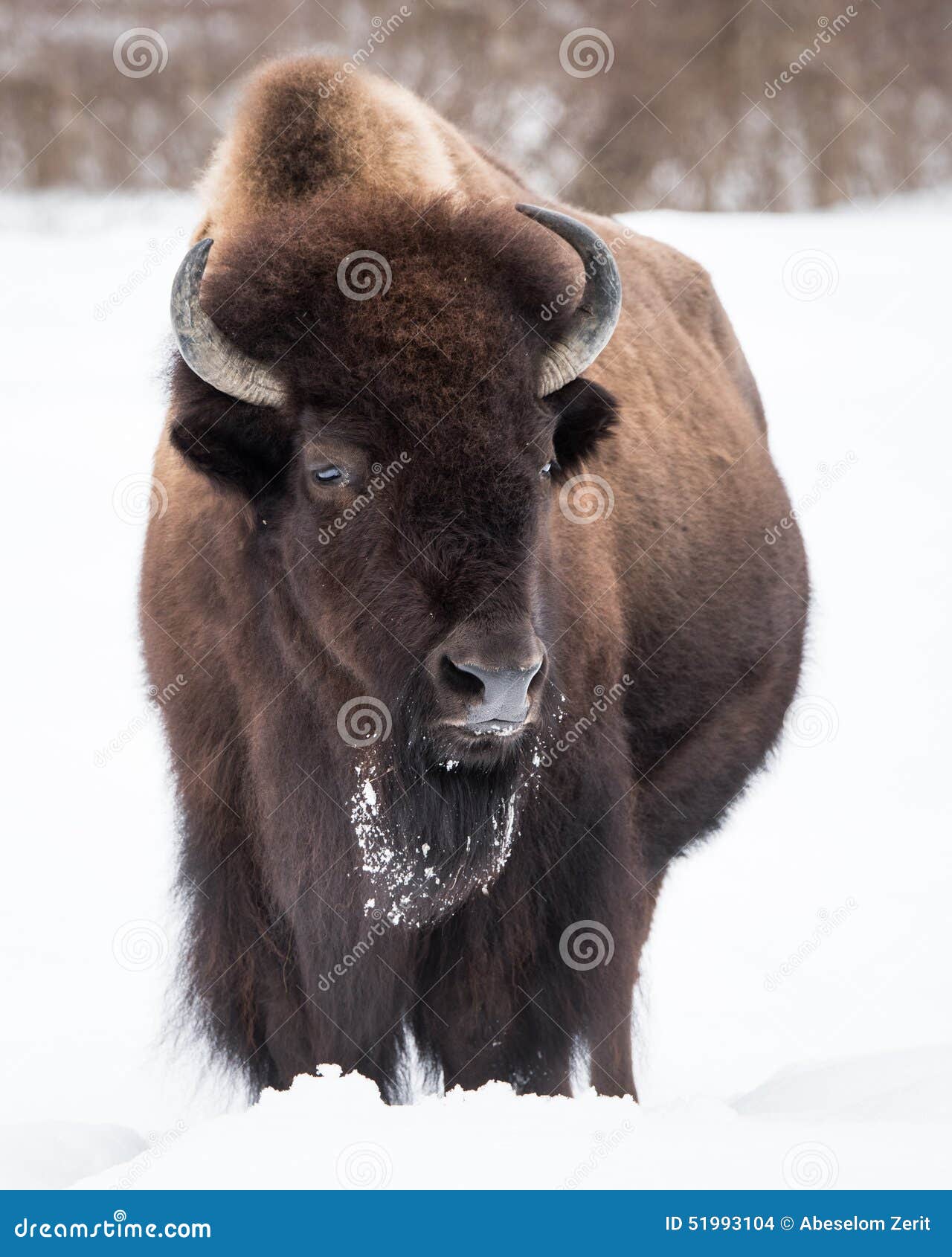 American Bison in Snow III stock photo. Image of united - 51993104