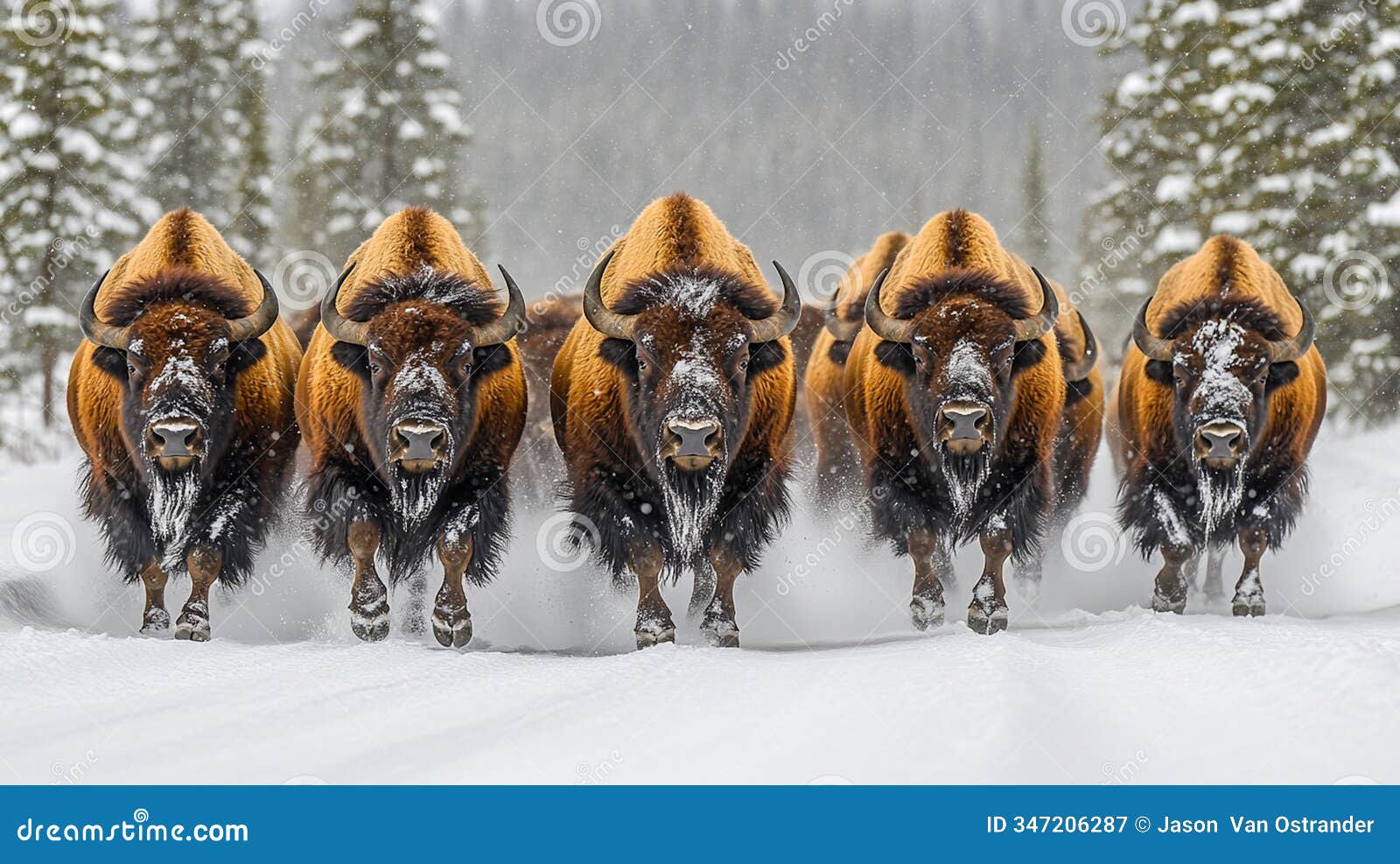 American Bison in Snowfall Lined Up Staring Forward Steam Emanating ...