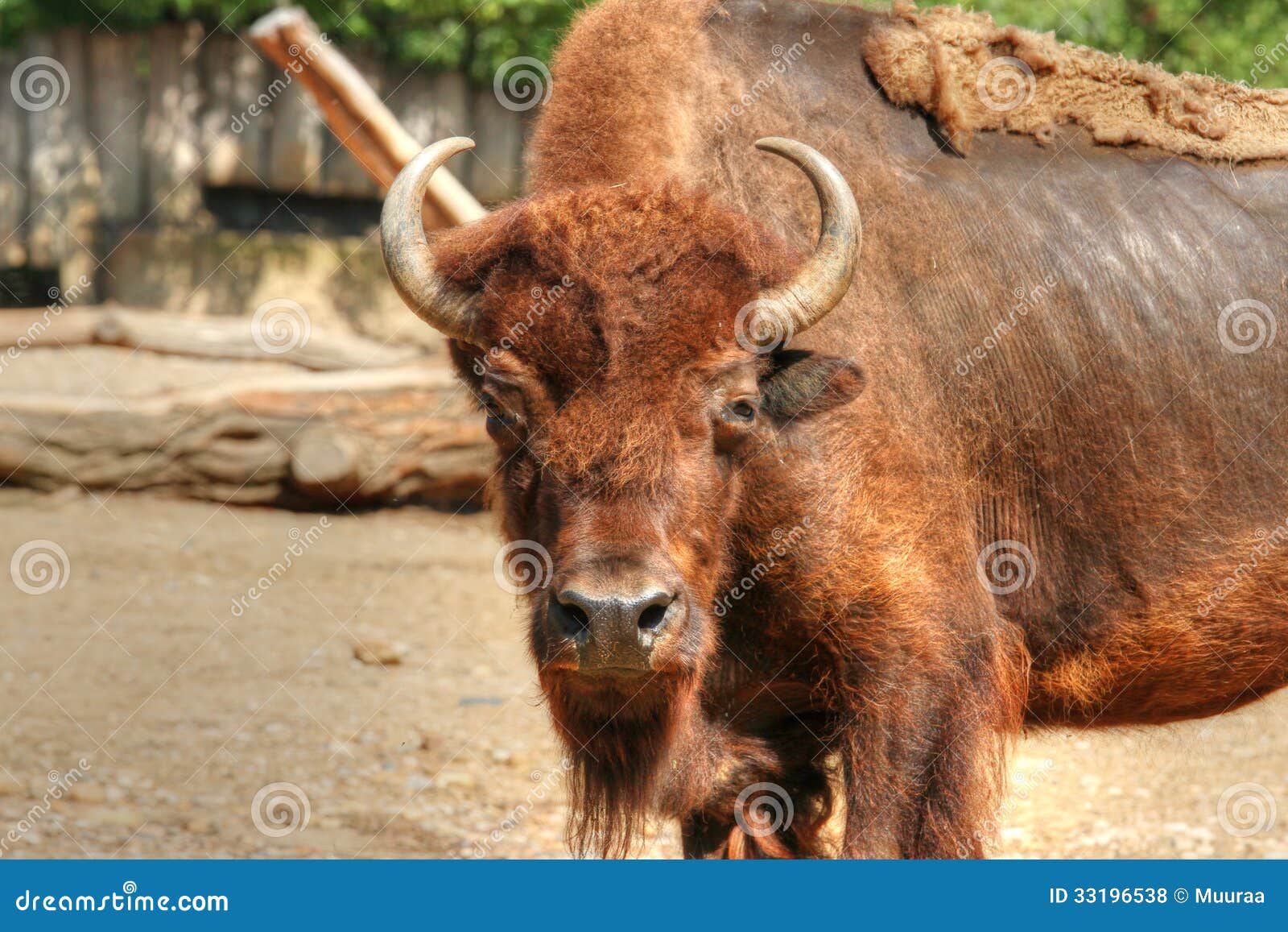 American bison stock photo. Image of ungulate, prairie - 33196538