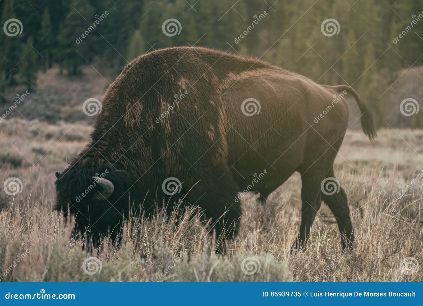 American Bison & Sunset Stock Image - Image of states, nature: 85939735