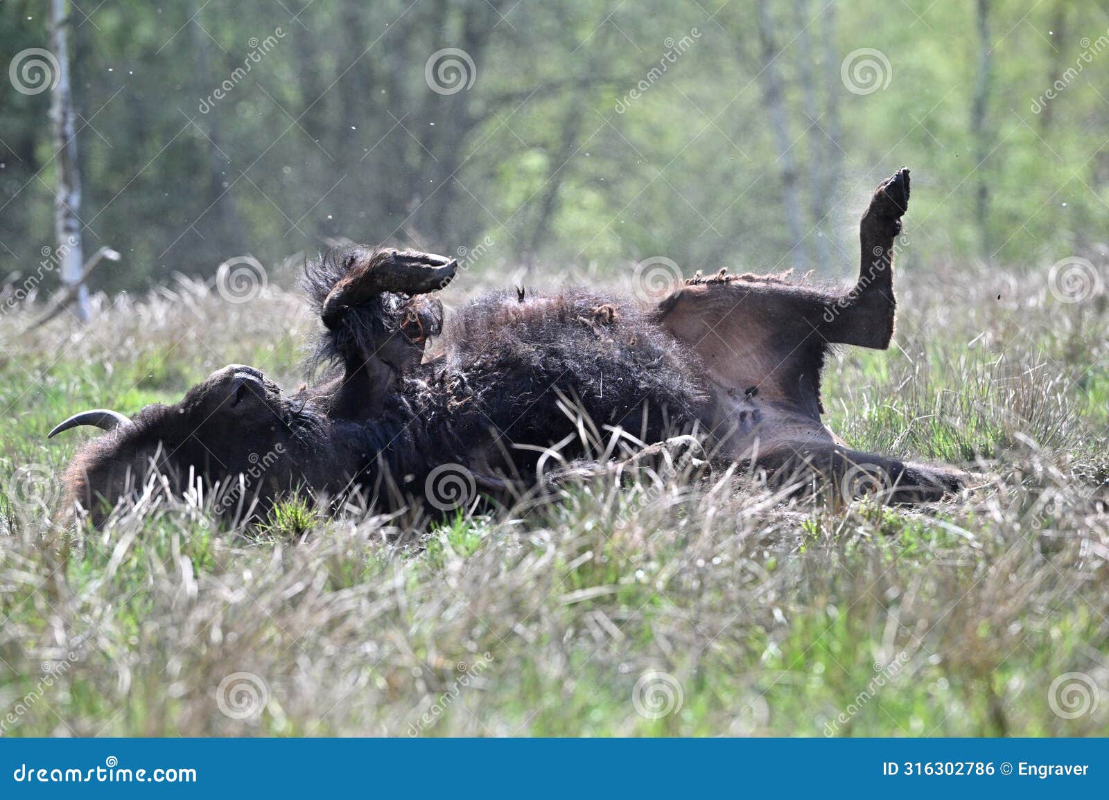American Bison Taking Dust Bath Stock Photo - Image of bison, mammals ...